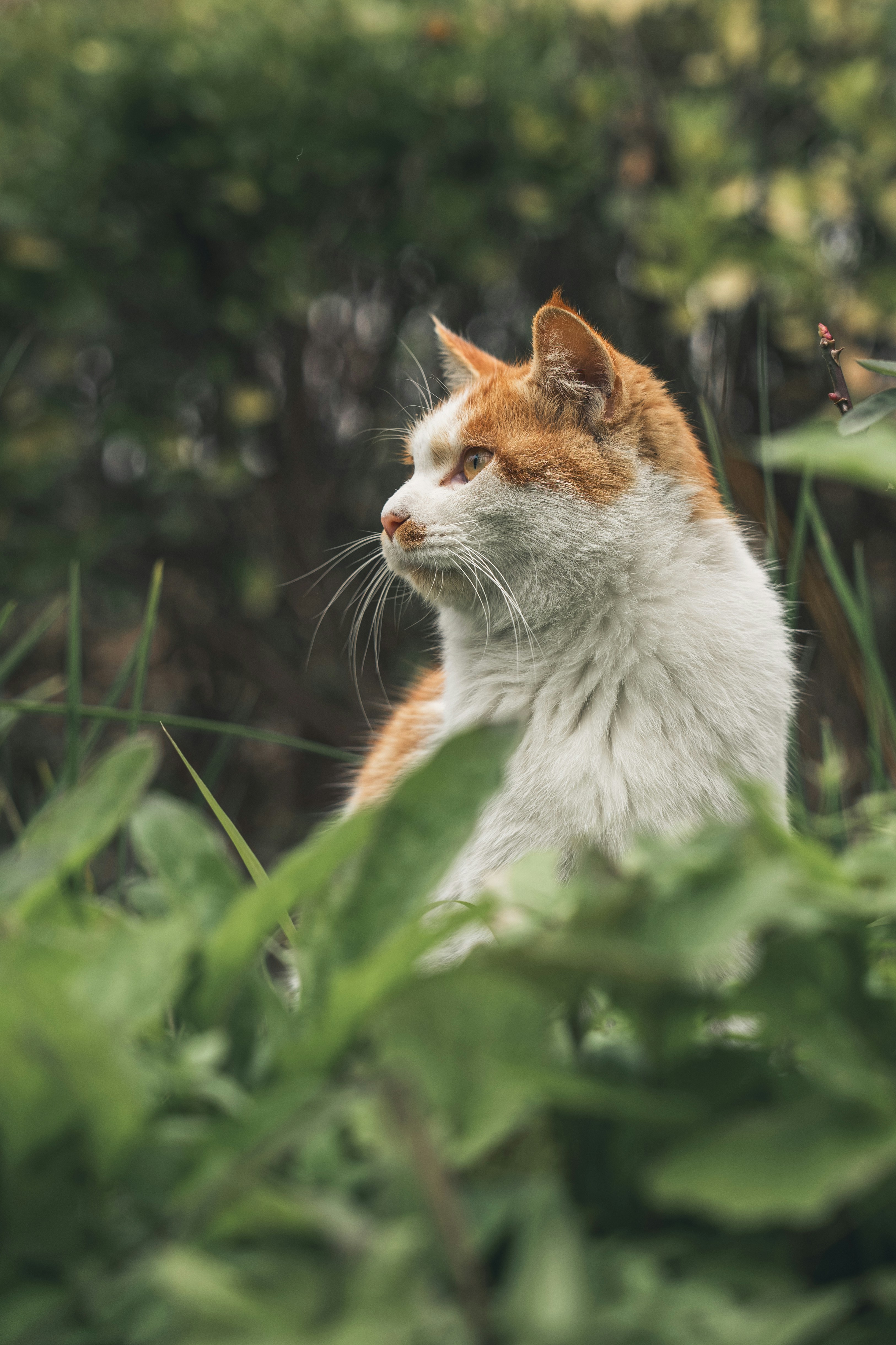 Gaze in the Garden: A Calico Cat Amid Quiet Foliage