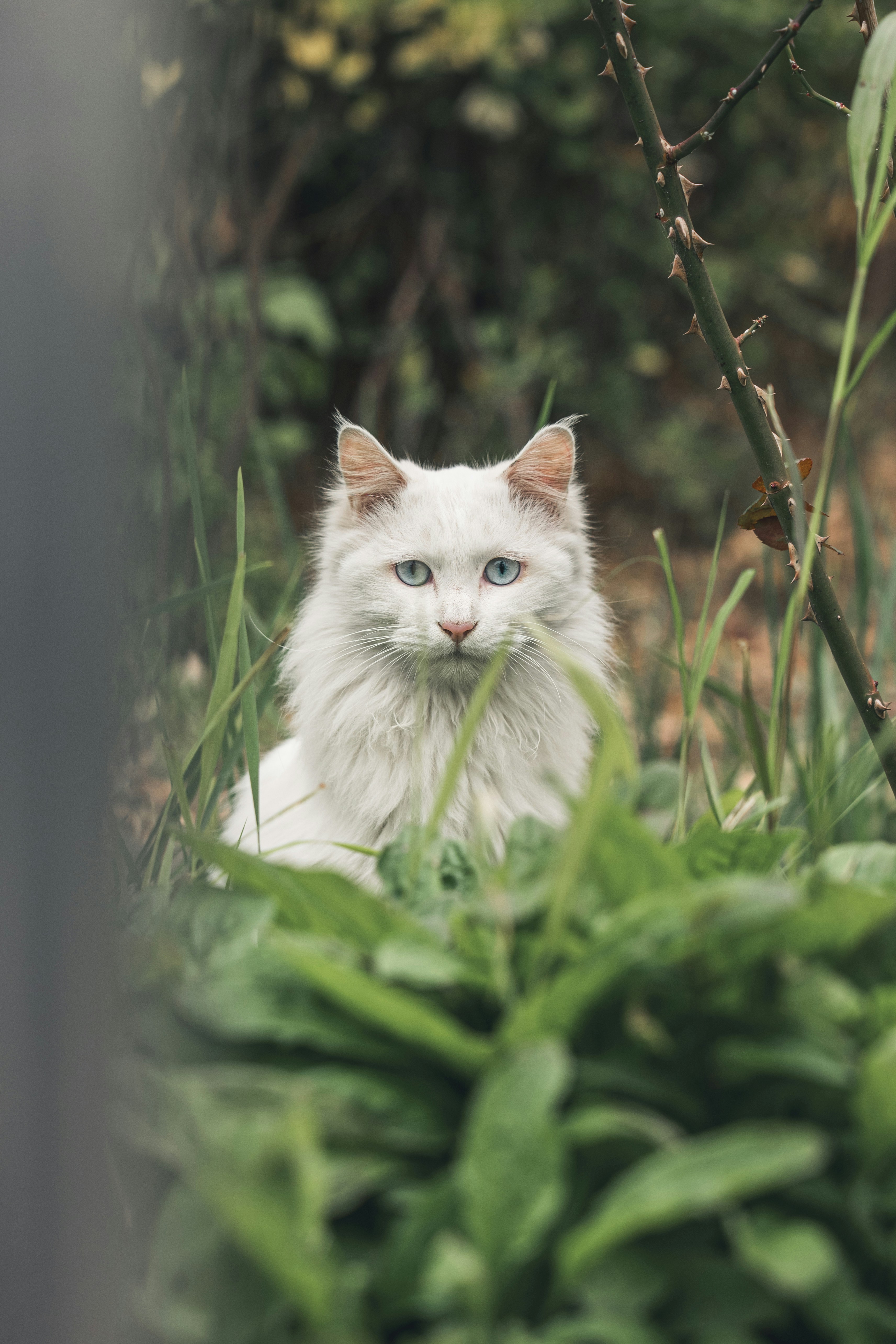 Blue-Eyed Sentinel: A White Cat Among Garden Foliage