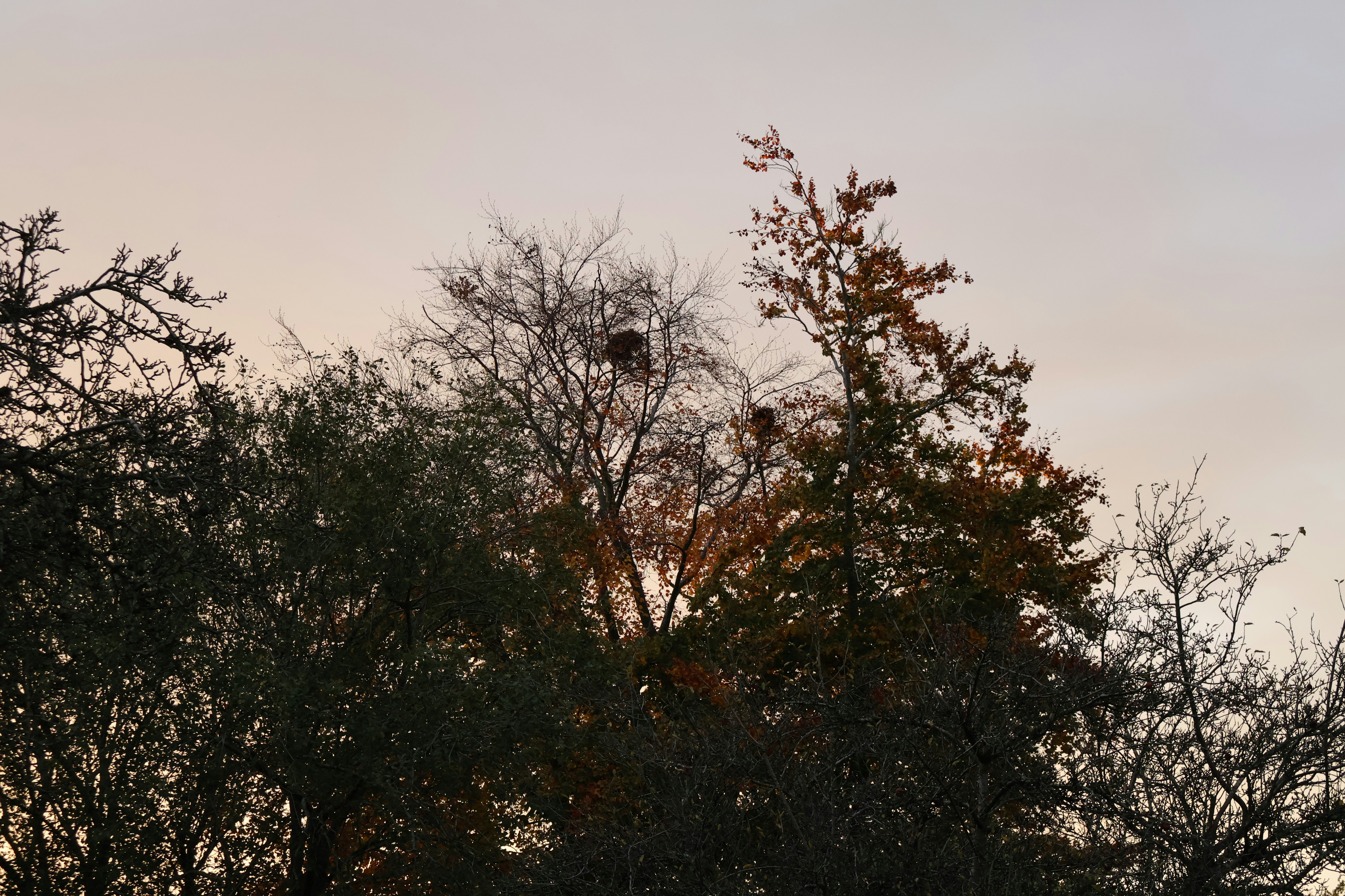 Dusk Perch: Two Birds Among Bare Canopy