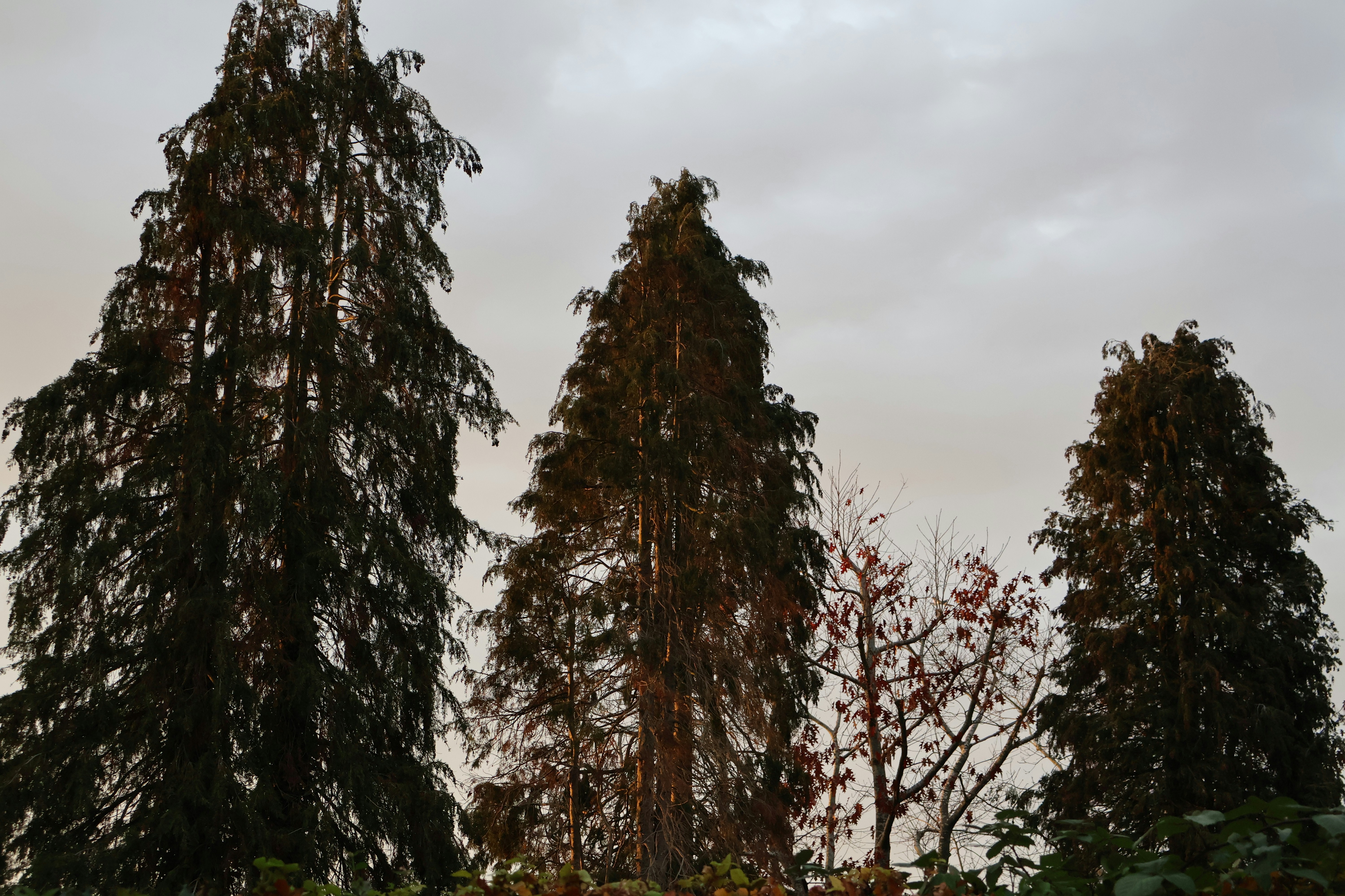 Three Conifers Stand as Silent Sentinels Under a Leaden Sky