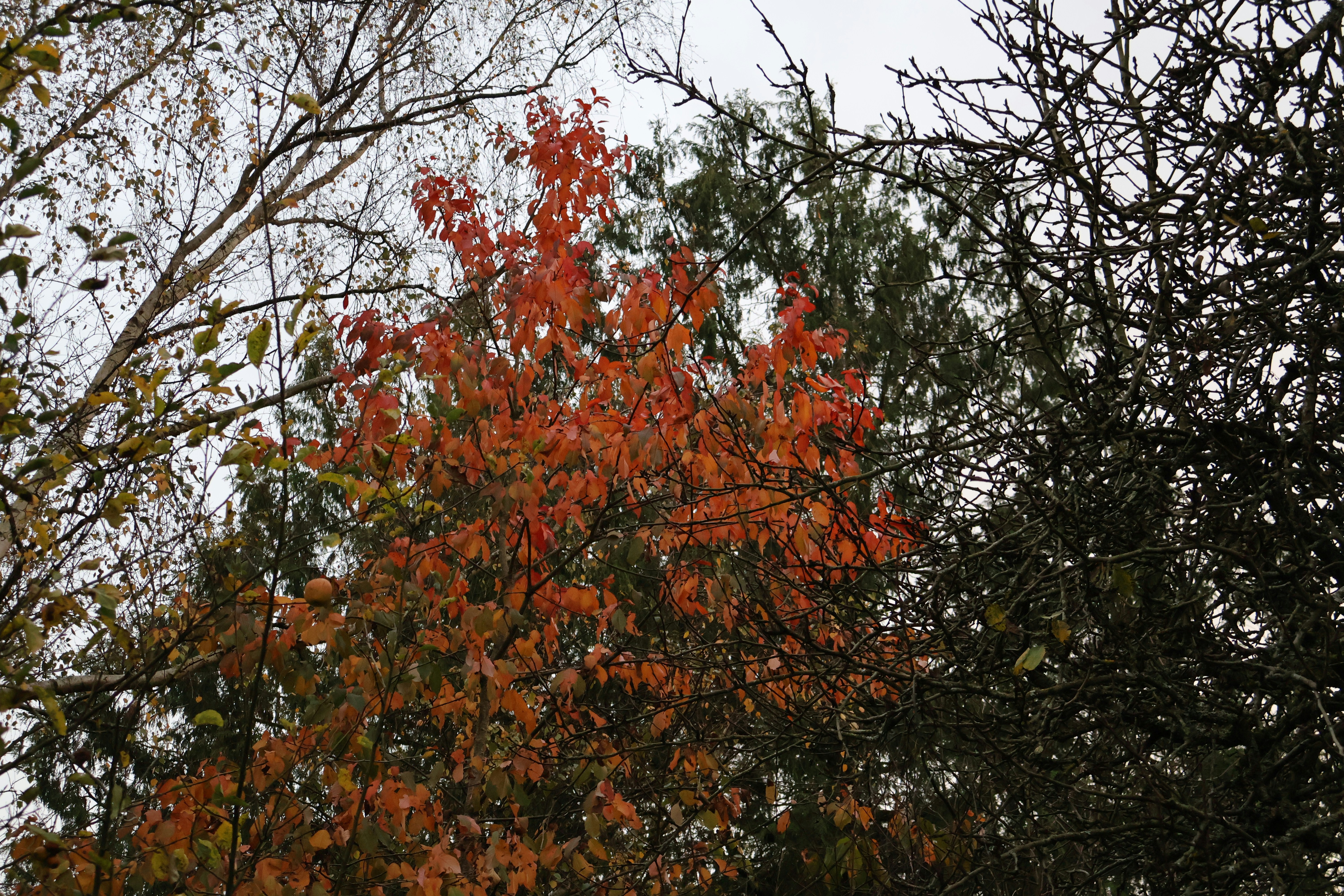 Crimson Canopy Over Dark Foliage