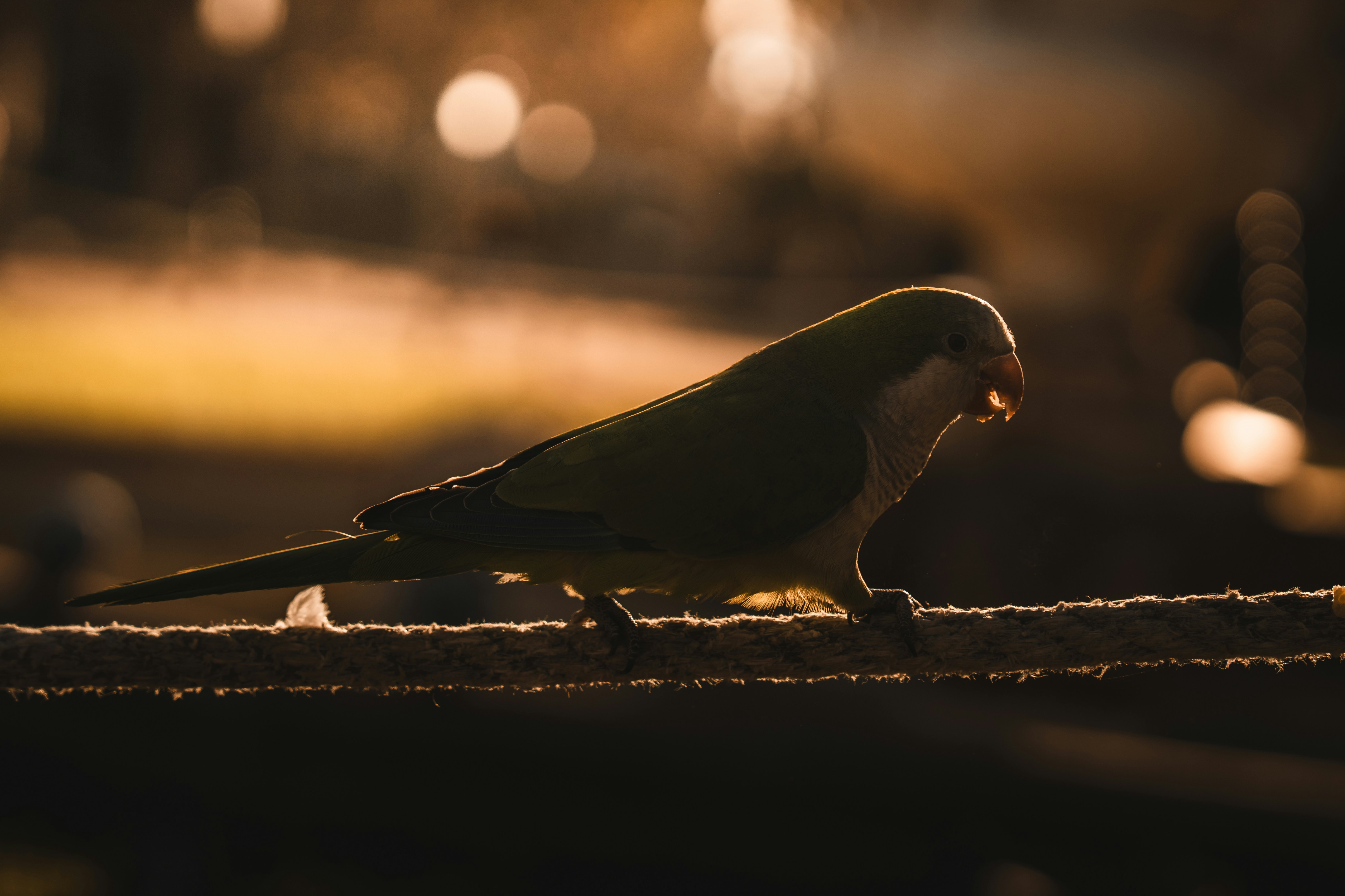 Ember Hour Pigeon: Quiet Perch on a Sunlit Rail