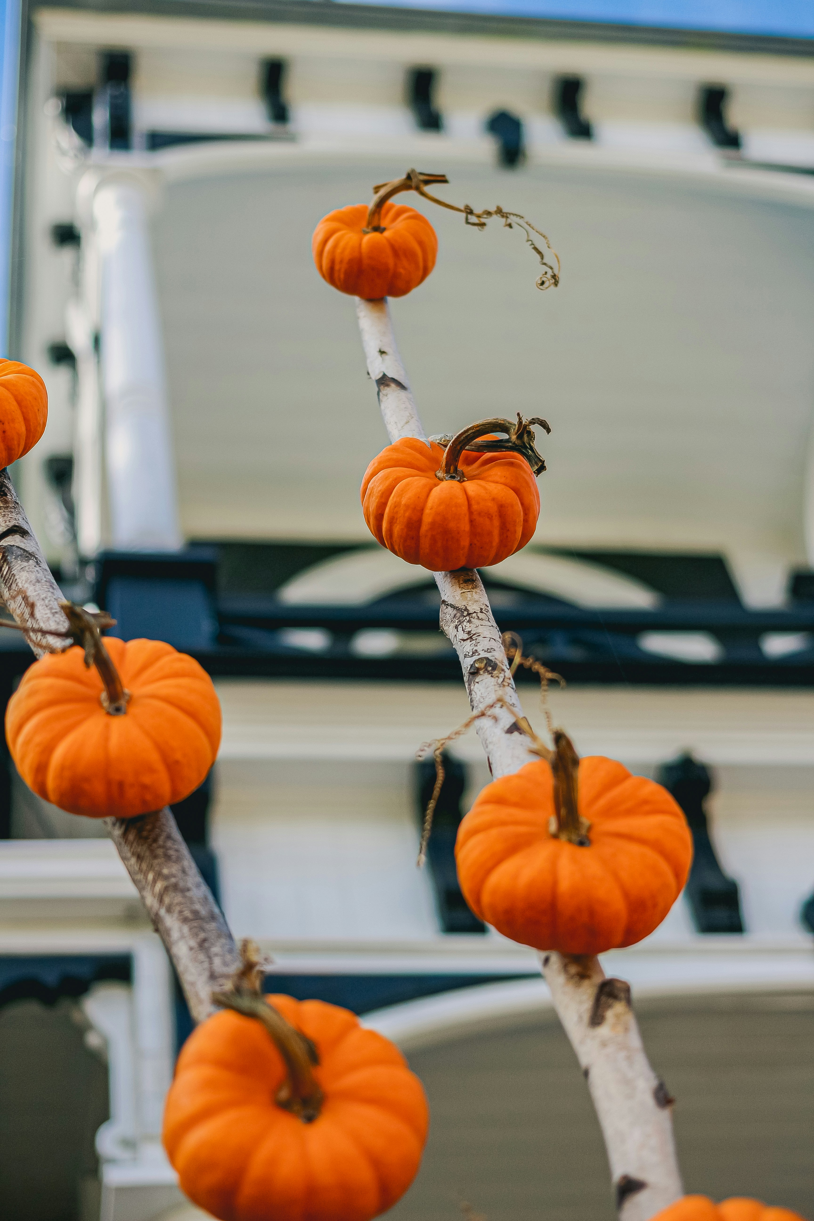 Pumpkins on a Weathered Vine Framing a Quiet Porch