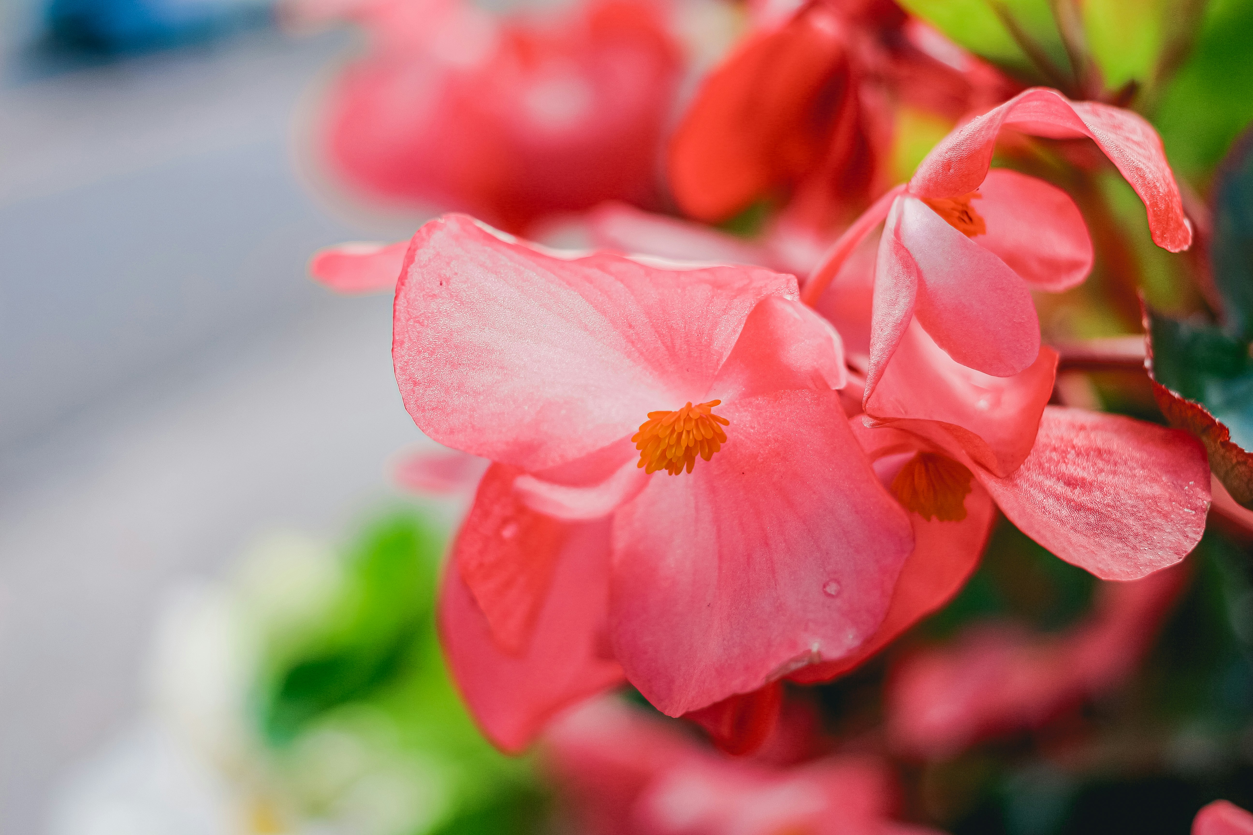 Dew-kissed Coral Petals in Soft Focus