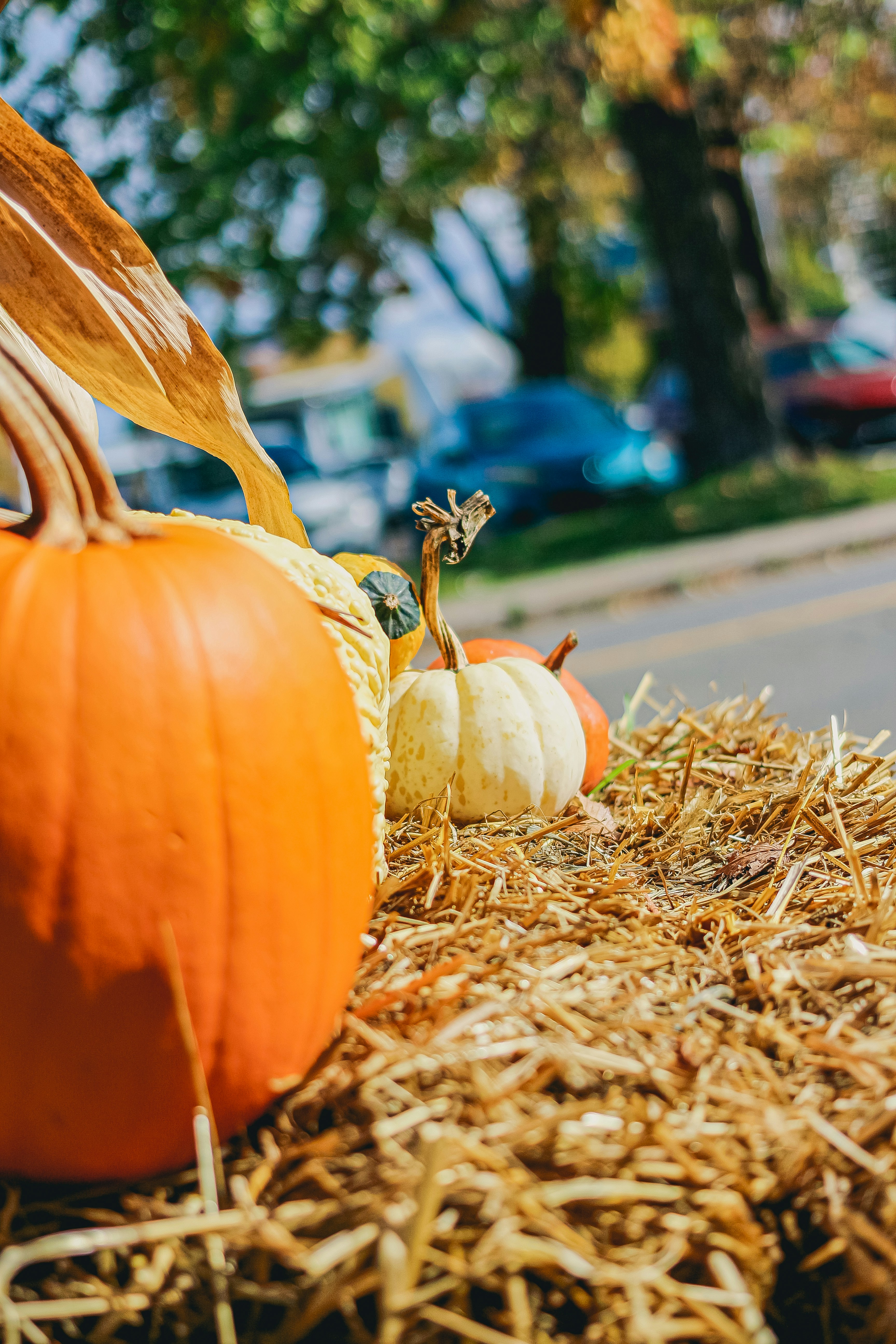 Cream Pumpkin in a Haystack, Framed by a Suburban Street