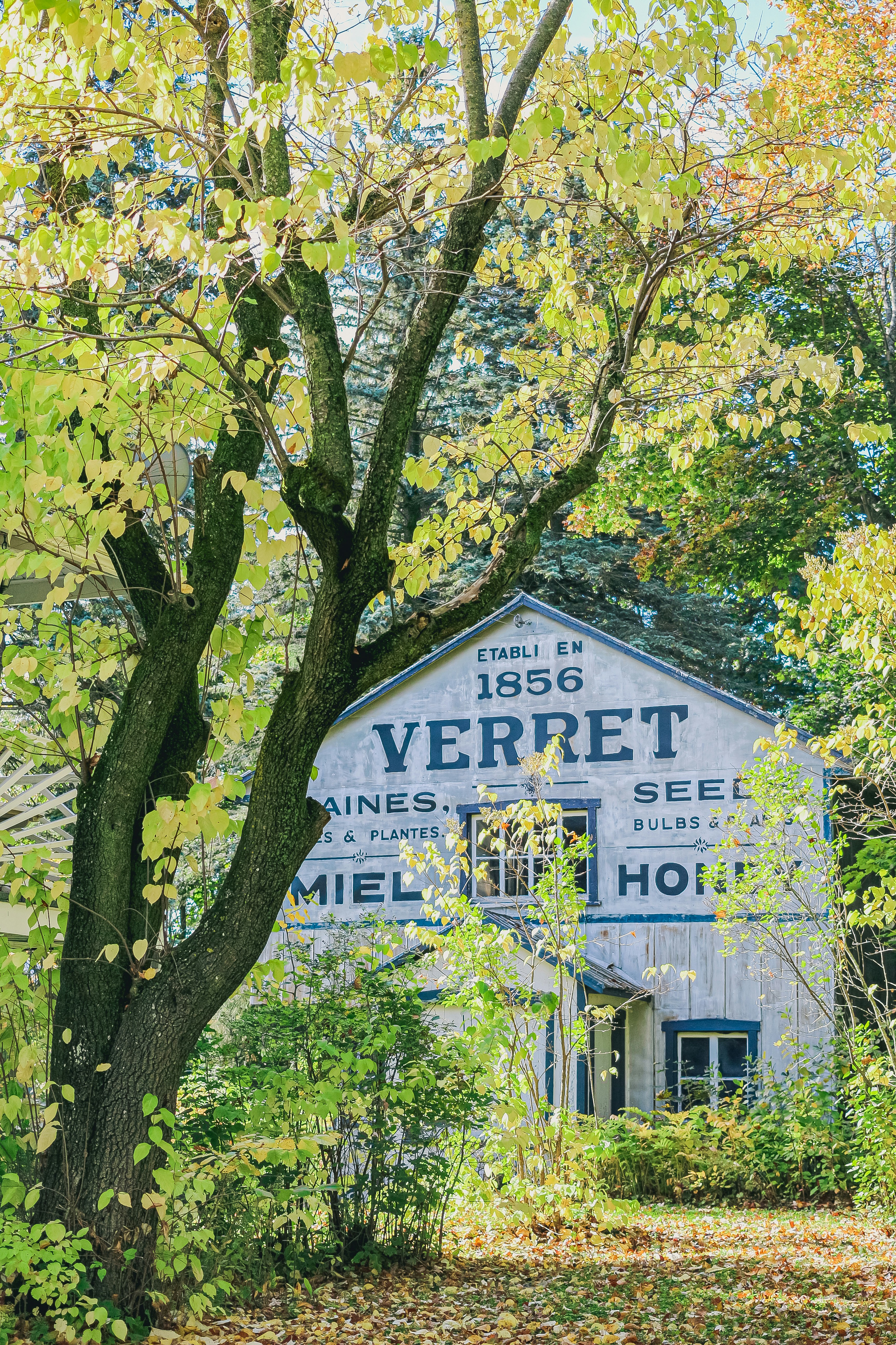 Verret's Weathered Blue Facade Framed by a Sunlit Foliage Canopy