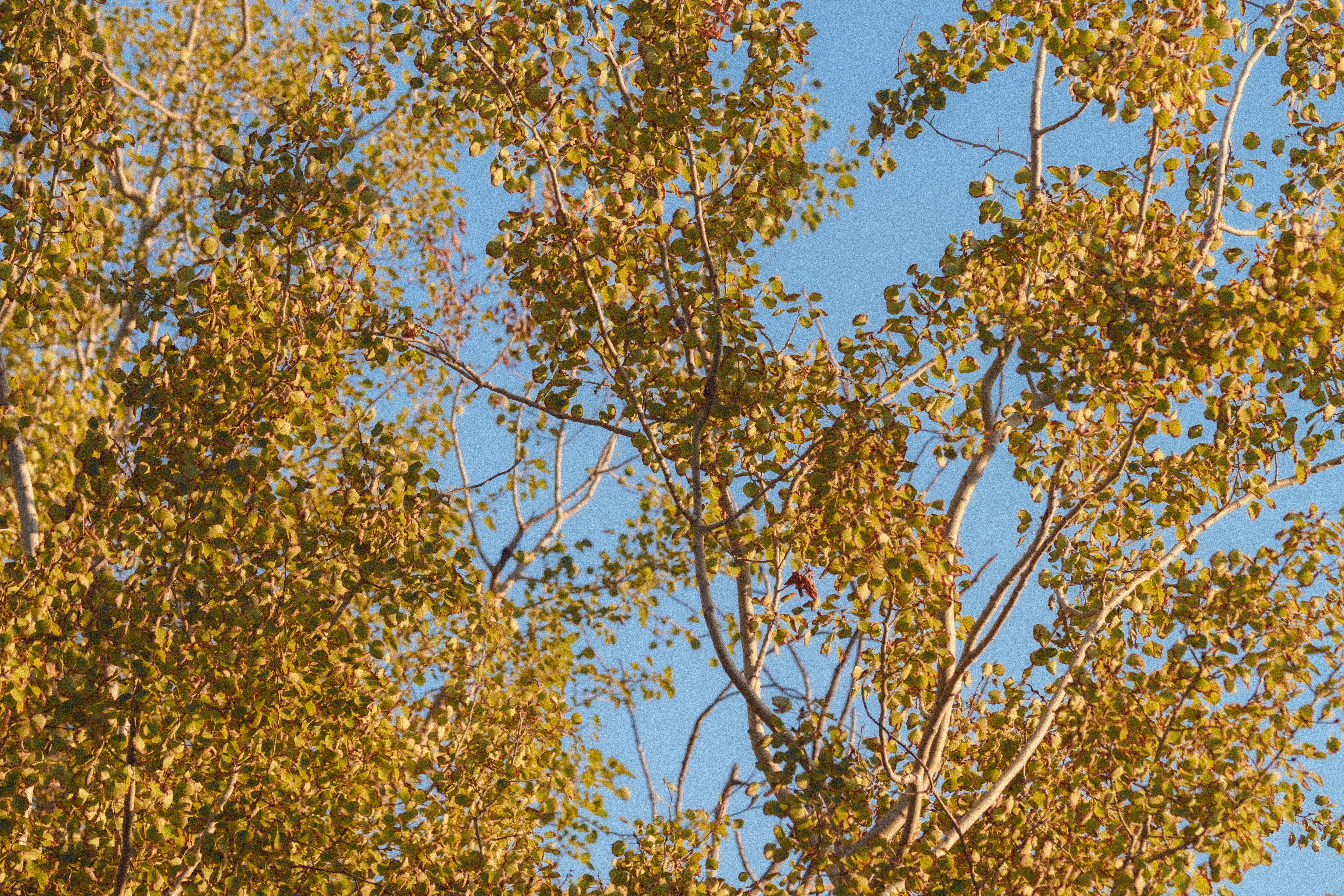 Tree closeup during fall season.