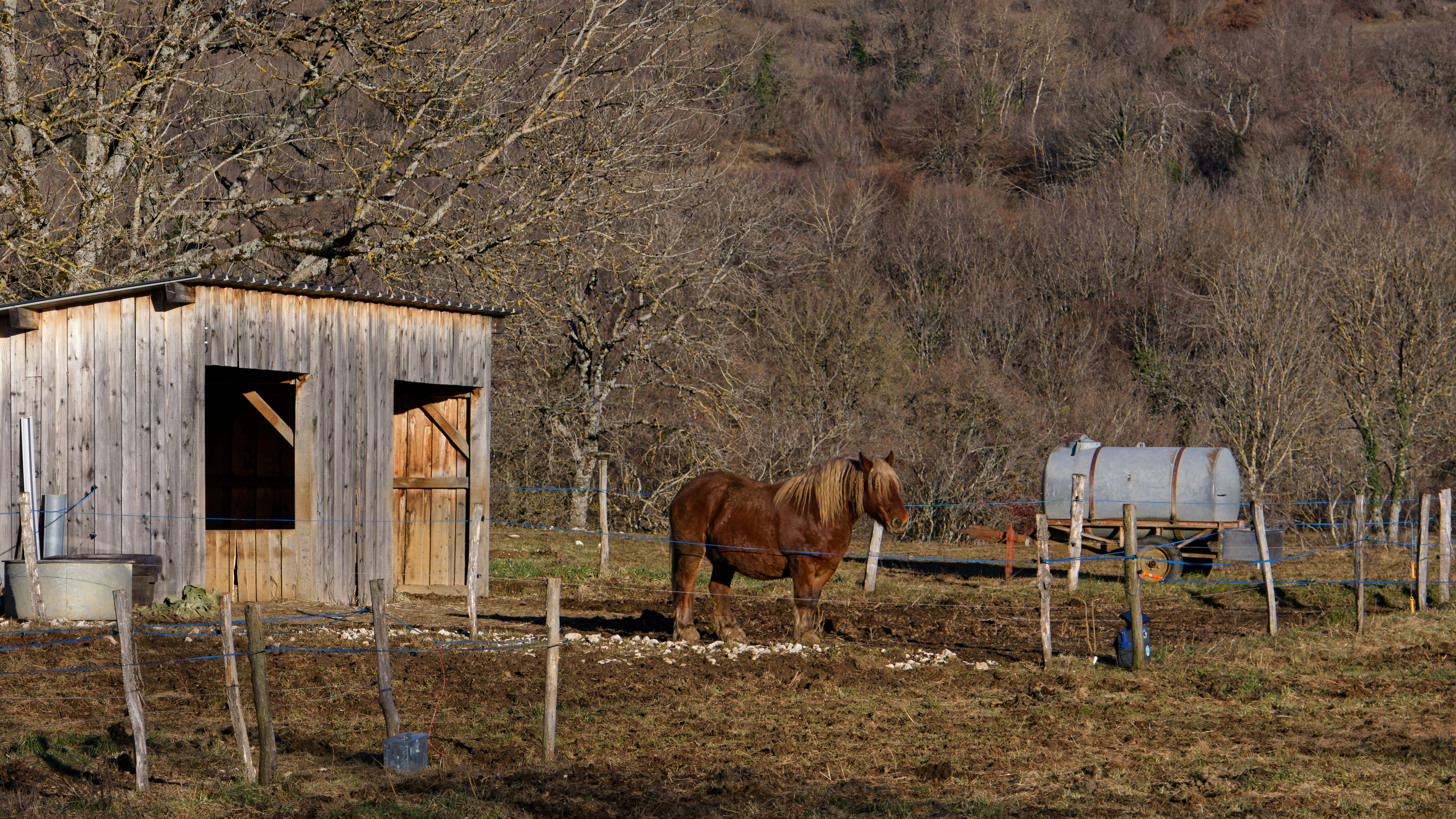 Equine by the Weathered Shed: A Quiet Farmyard Moment