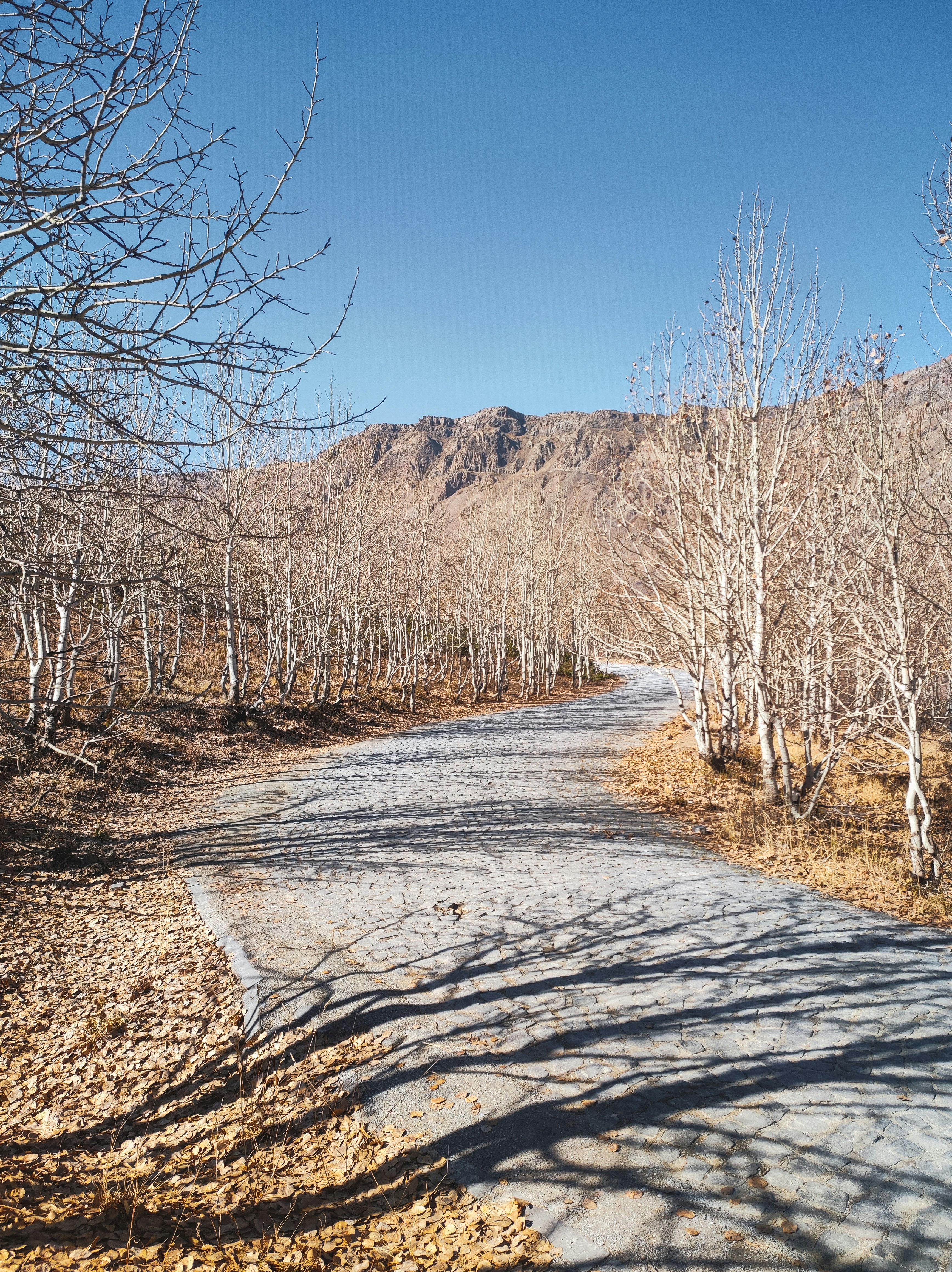 Empty road through bare trees with mountains beyond