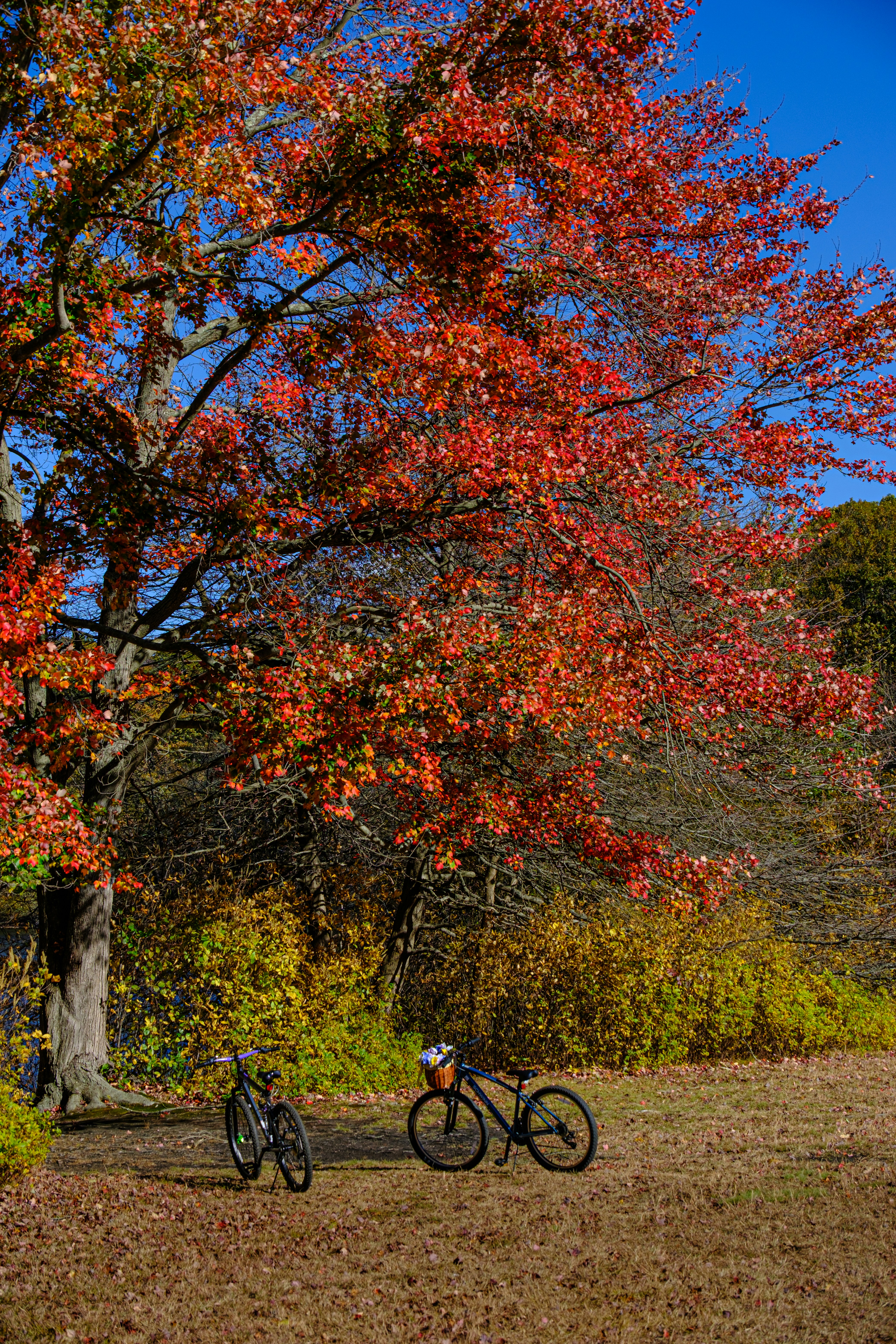 Two bicycles, with autumn tree
