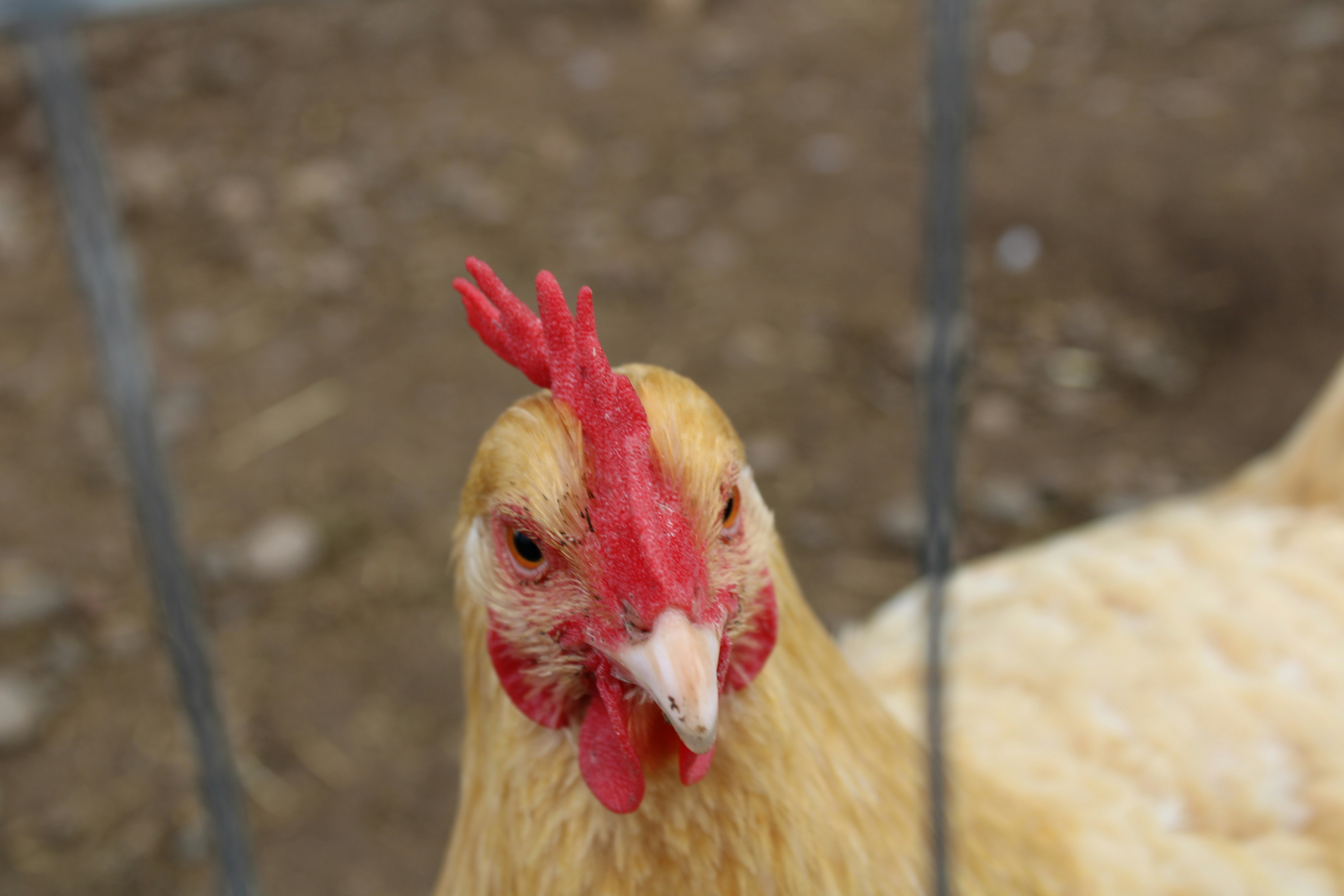 Photo by Ava Buckner with Canon EOS 2000D