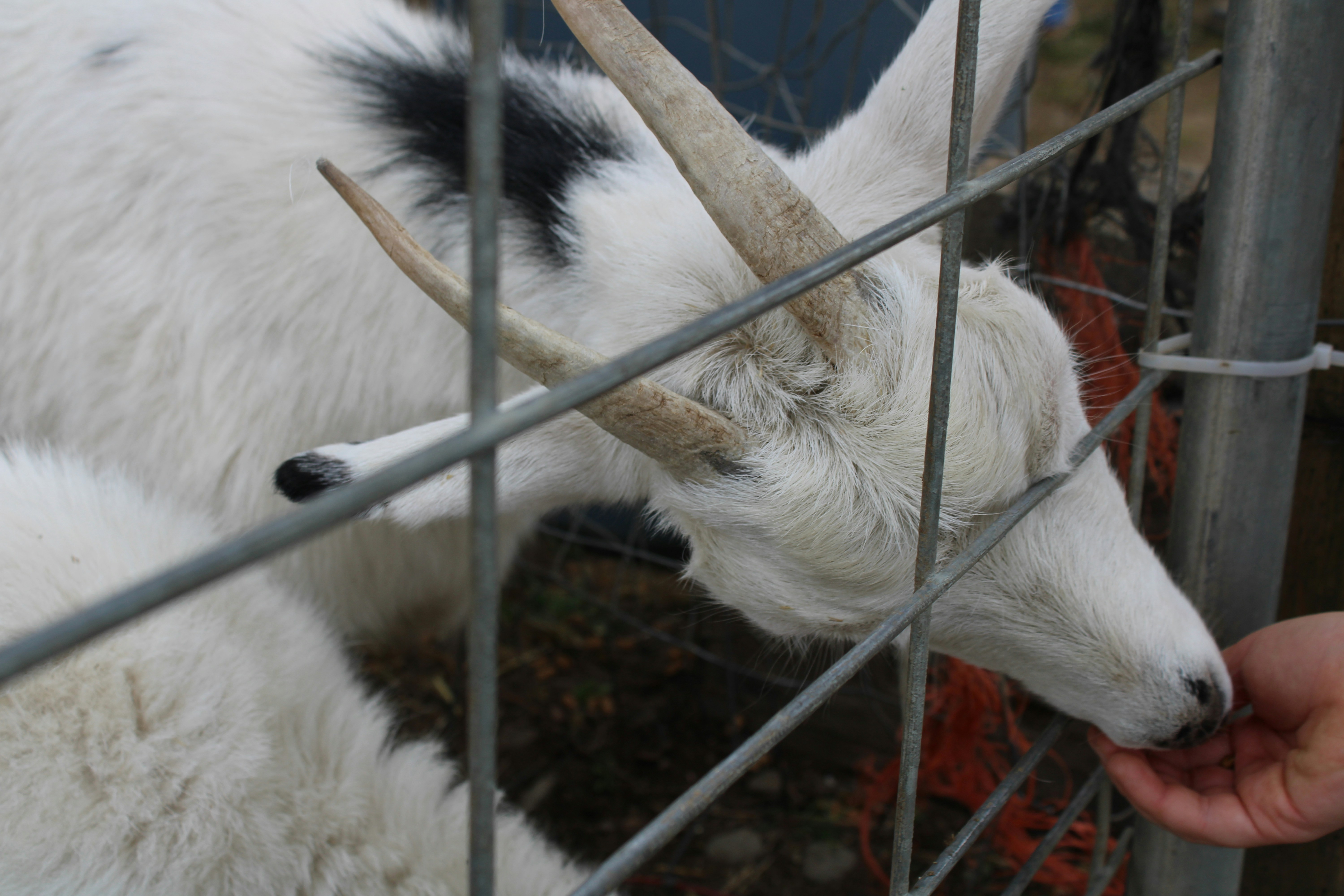 Whisper of Taste Through the Wire: A White Goat Accepts a Handful