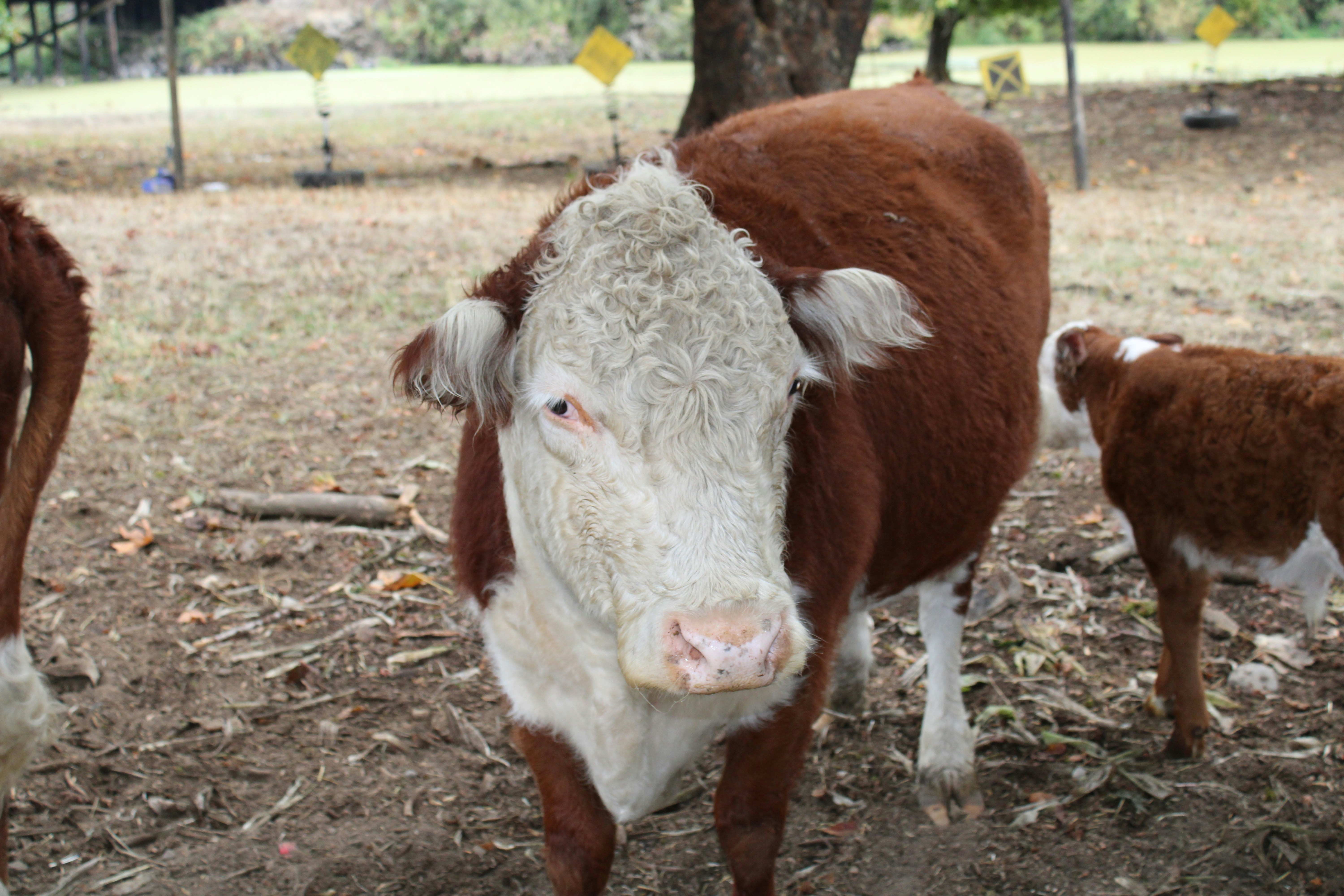 Cream-Faced Cow in a Quiet Farmyard: A Moment of Curious Gaze