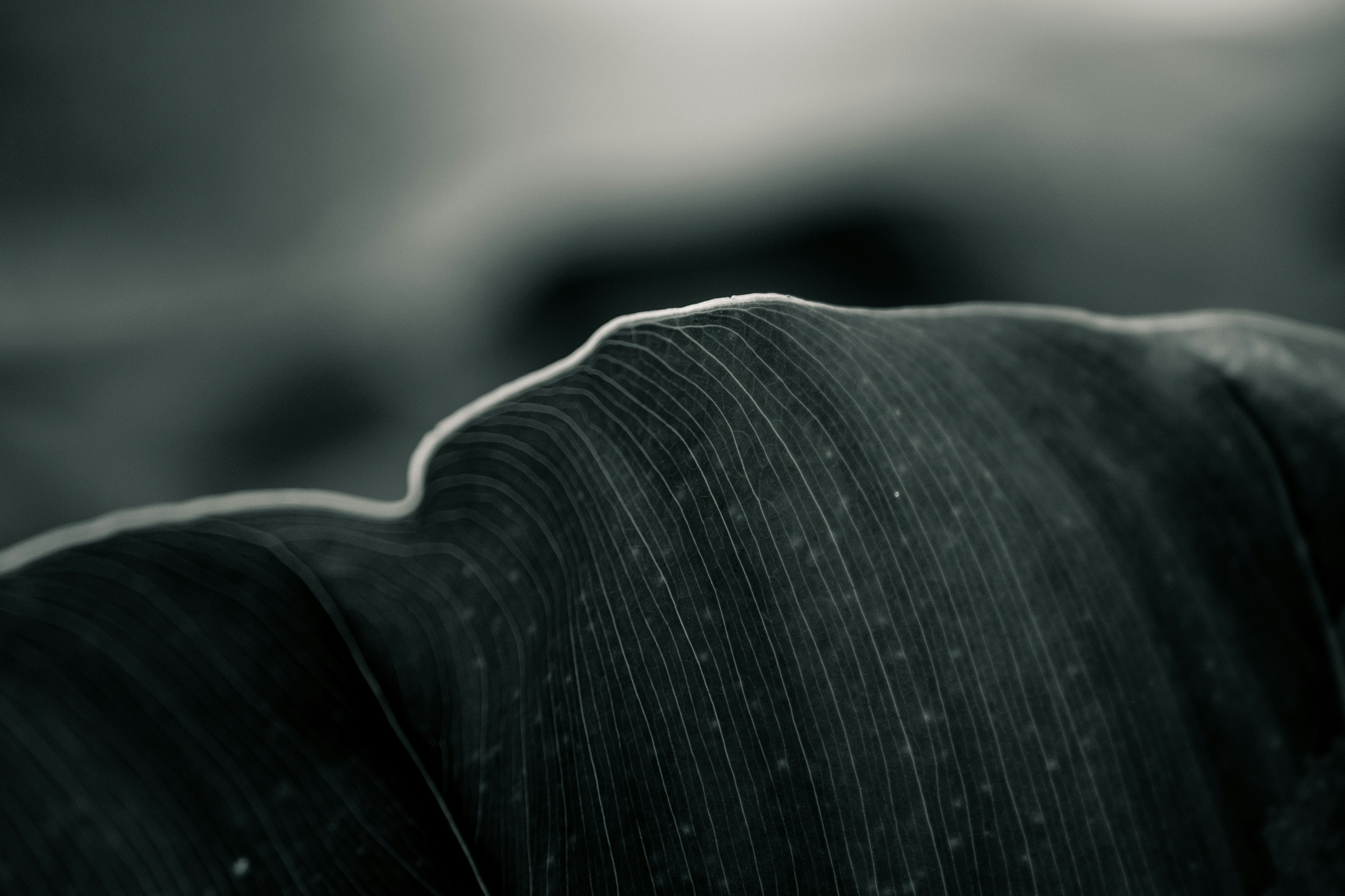 Photo by Garrett Schmid with Sony Alpha 7 II