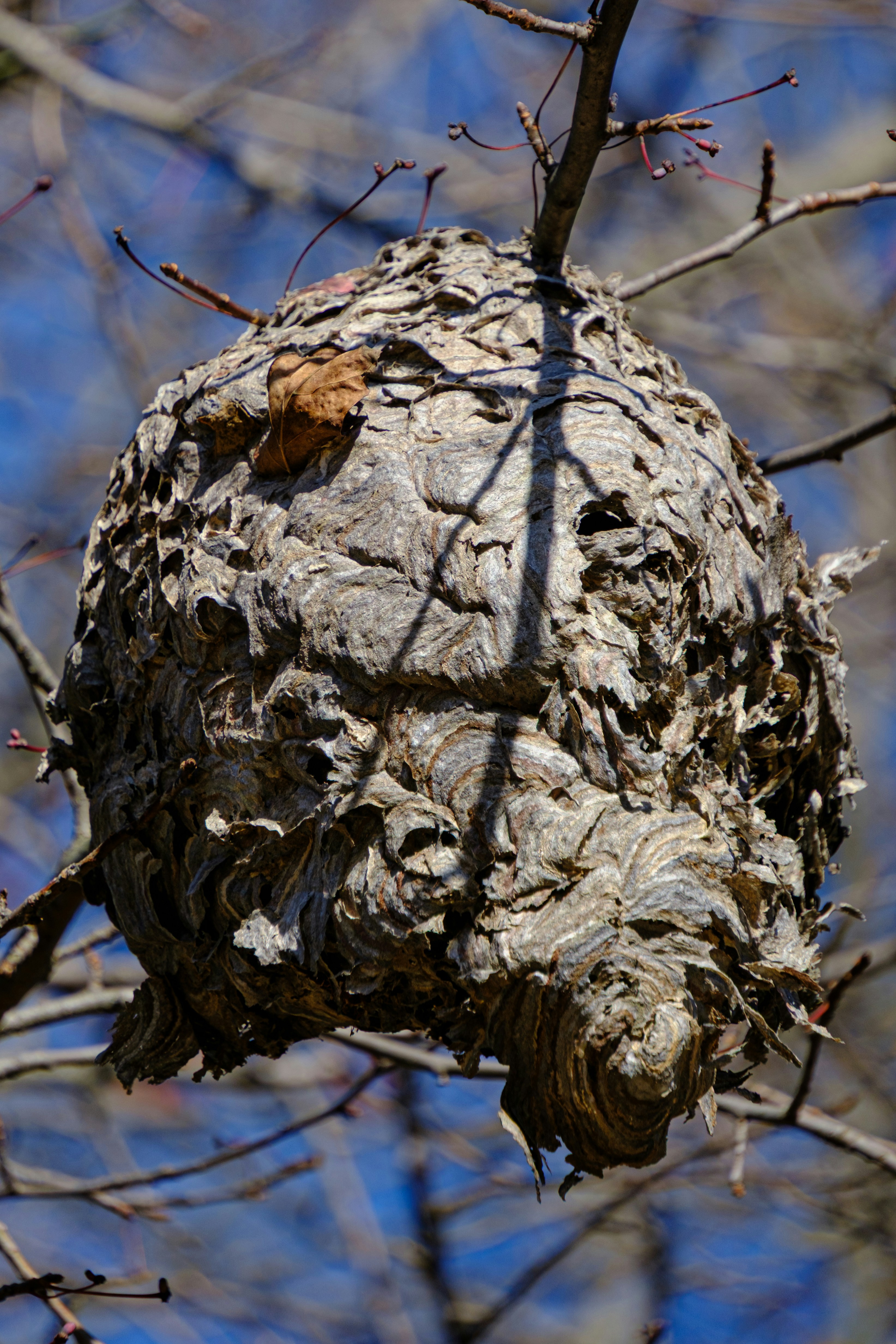 Papery Sentinel: Weathered Wasps' Nest Clinging to a Bare Branch