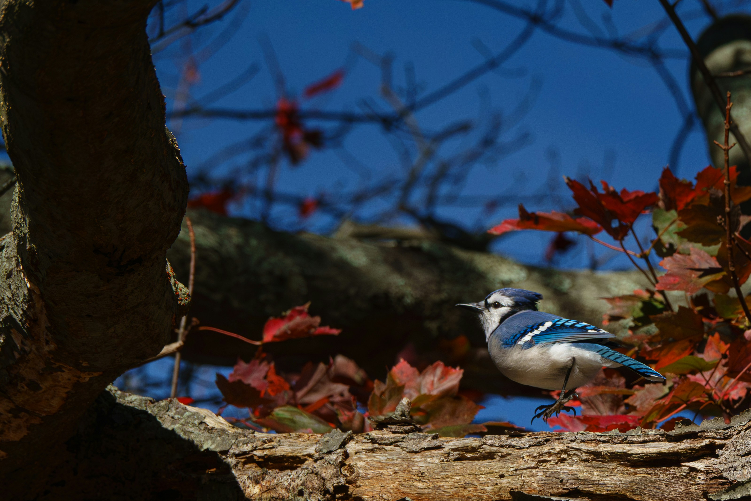 Blue Jay on a Crimson-Leaf Stage