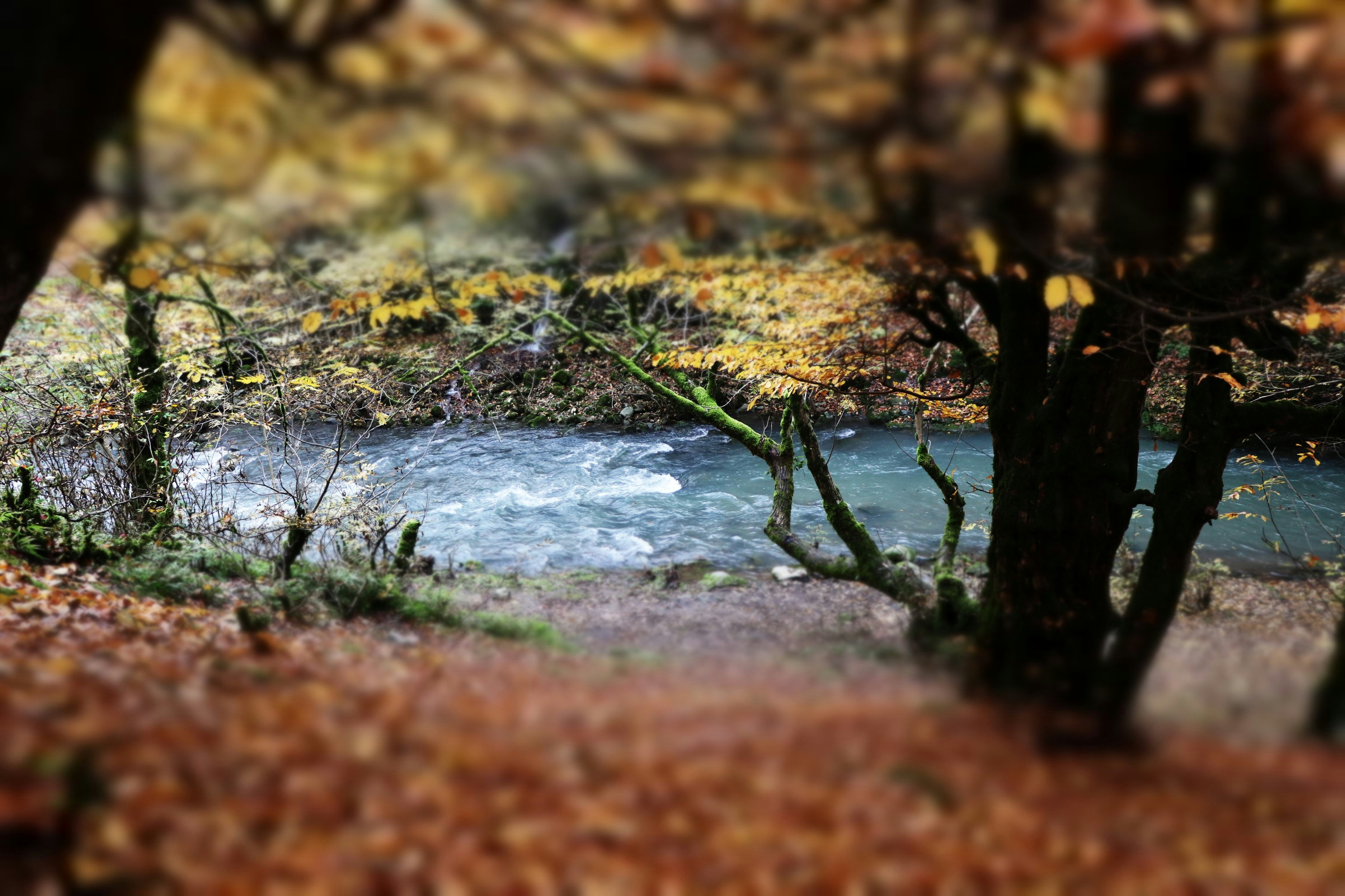 Autumn Stream Through the Echoing Trees