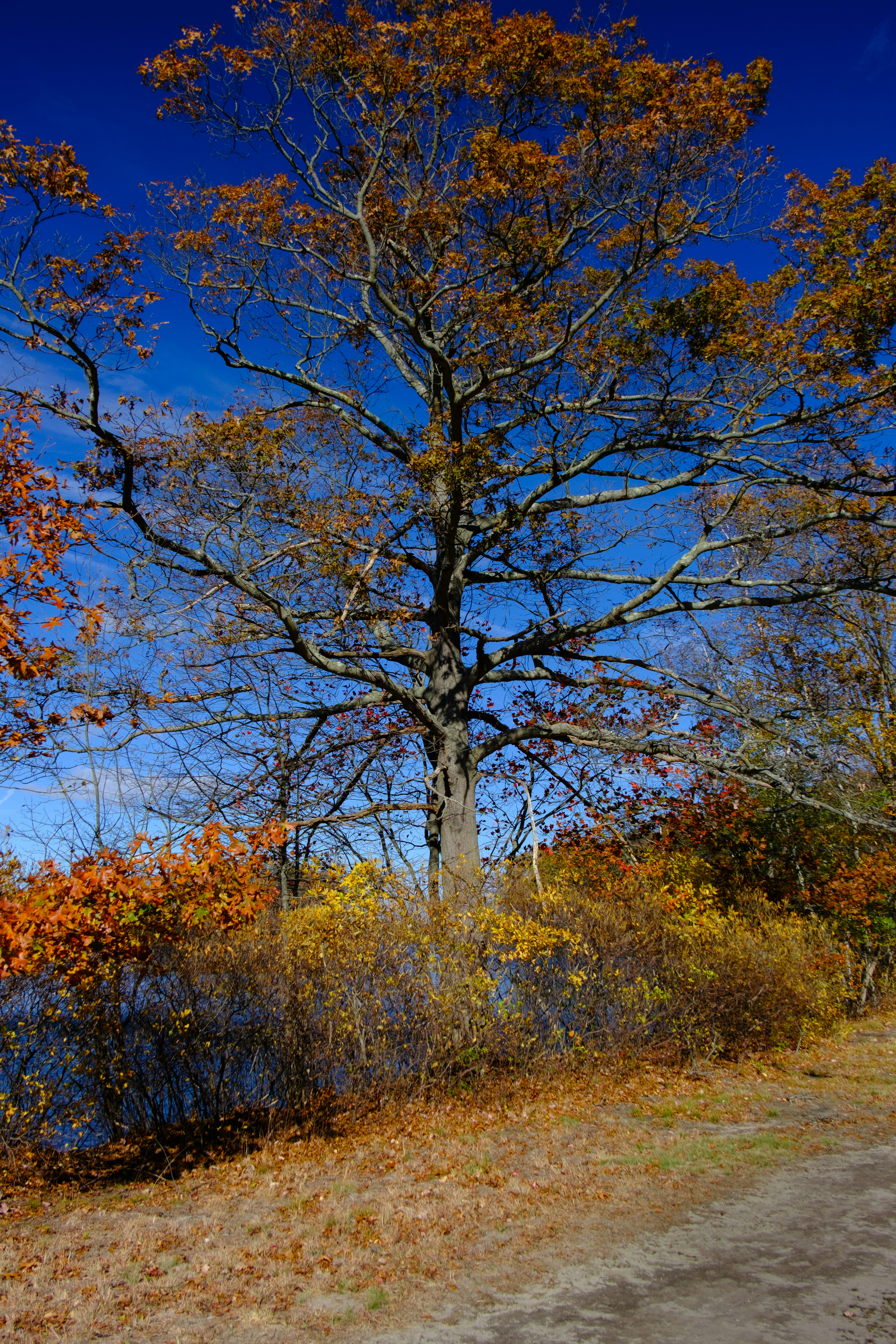 Autumn Sentinel by the Riverbank Under a Cerulean Sky