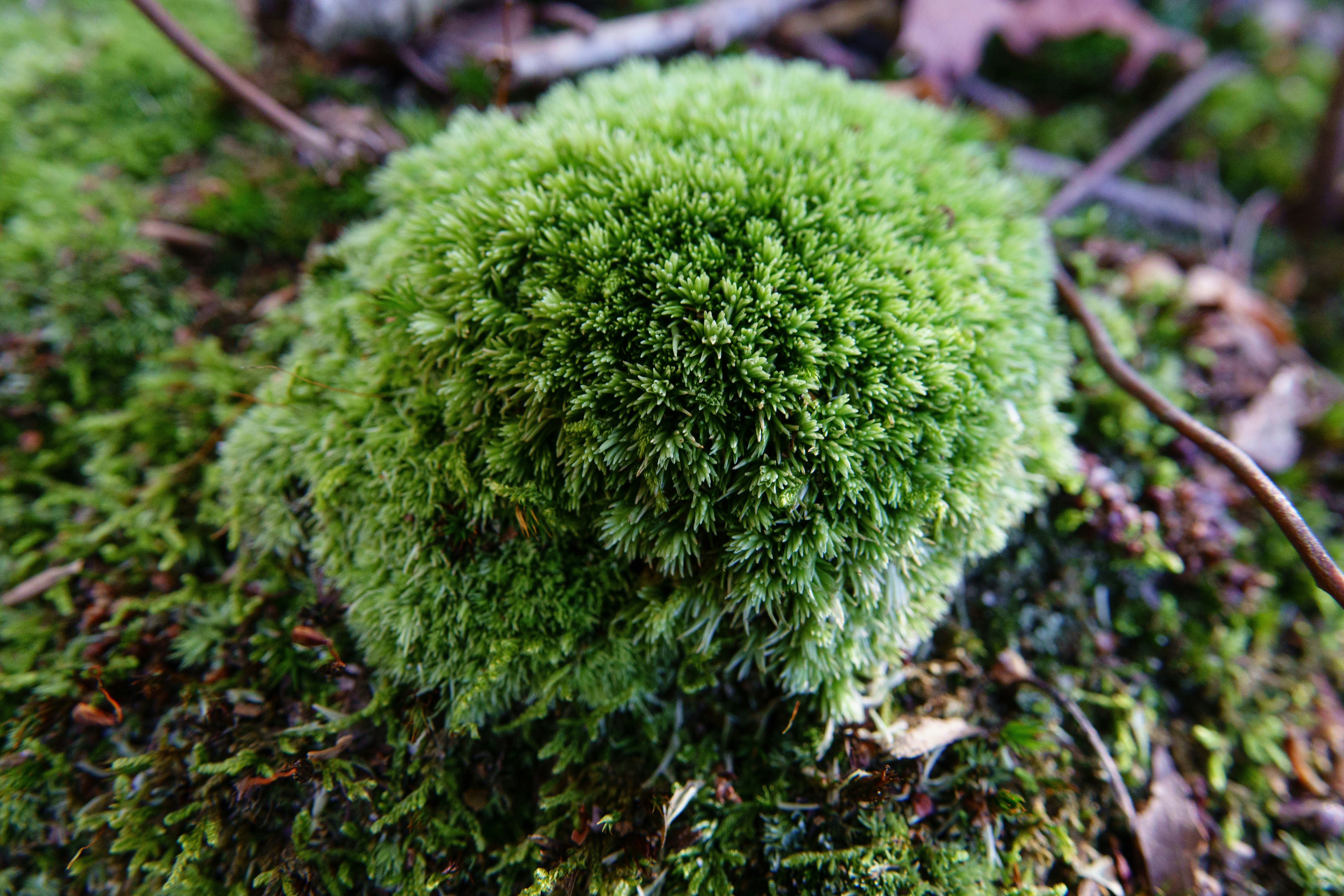 Emerald Moss Sphere: a micro-landscape on a damp forest floor