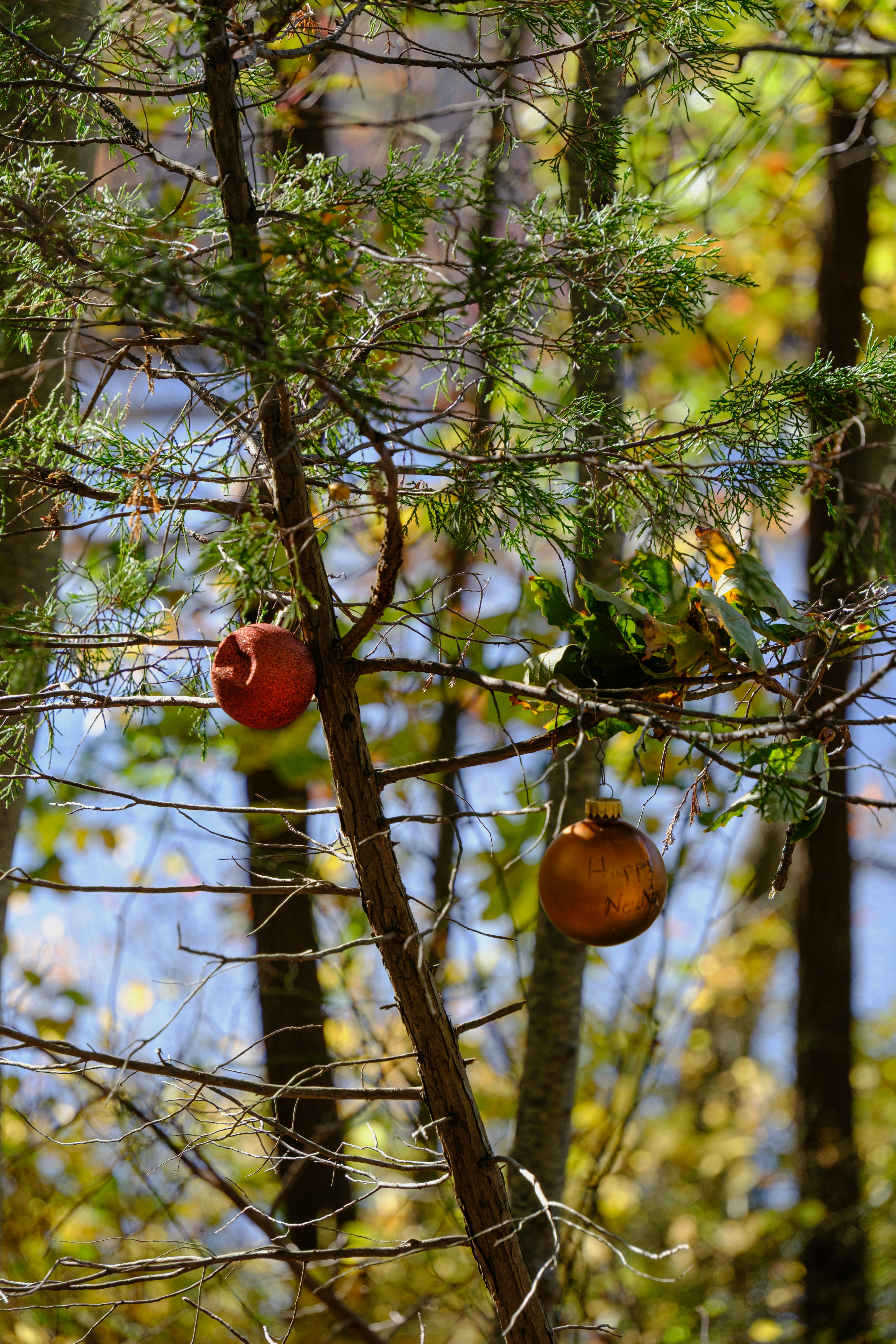 Ornaments on a Sunlit Pine: A Quiet Forest Holiday Moment