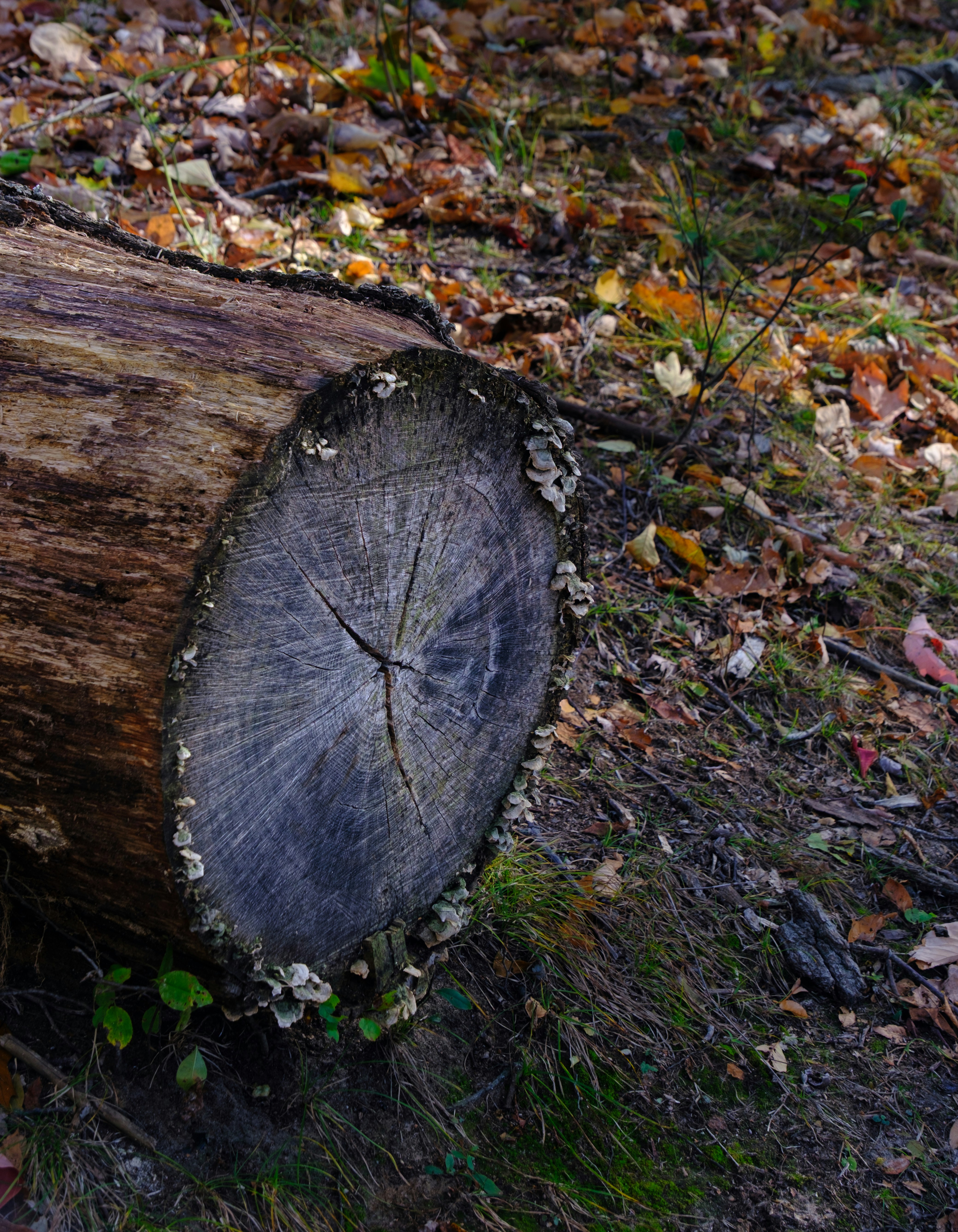 dead tree trunk with mushroom growth