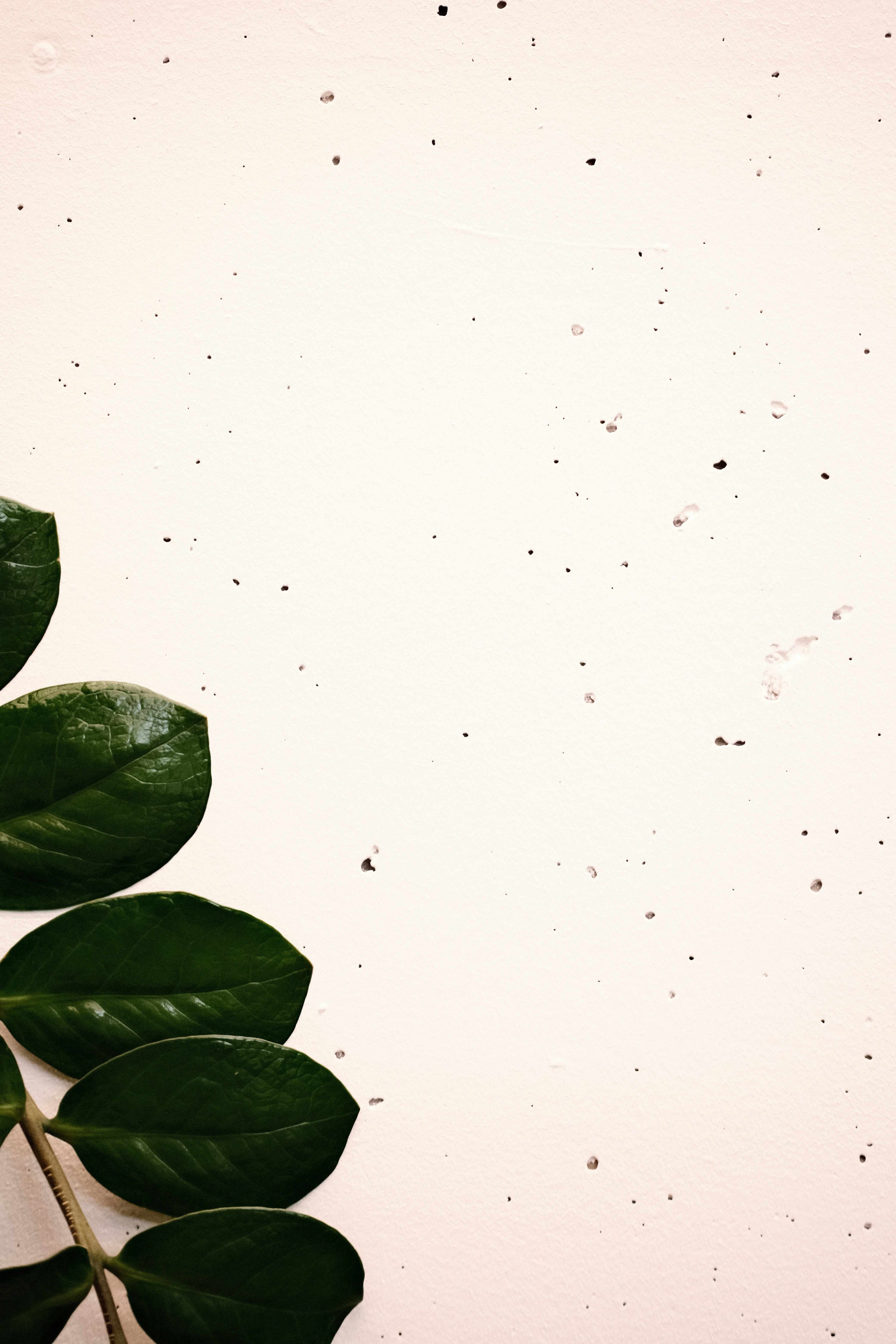 Emerald Fronds Framing a Speckled Blank Wall