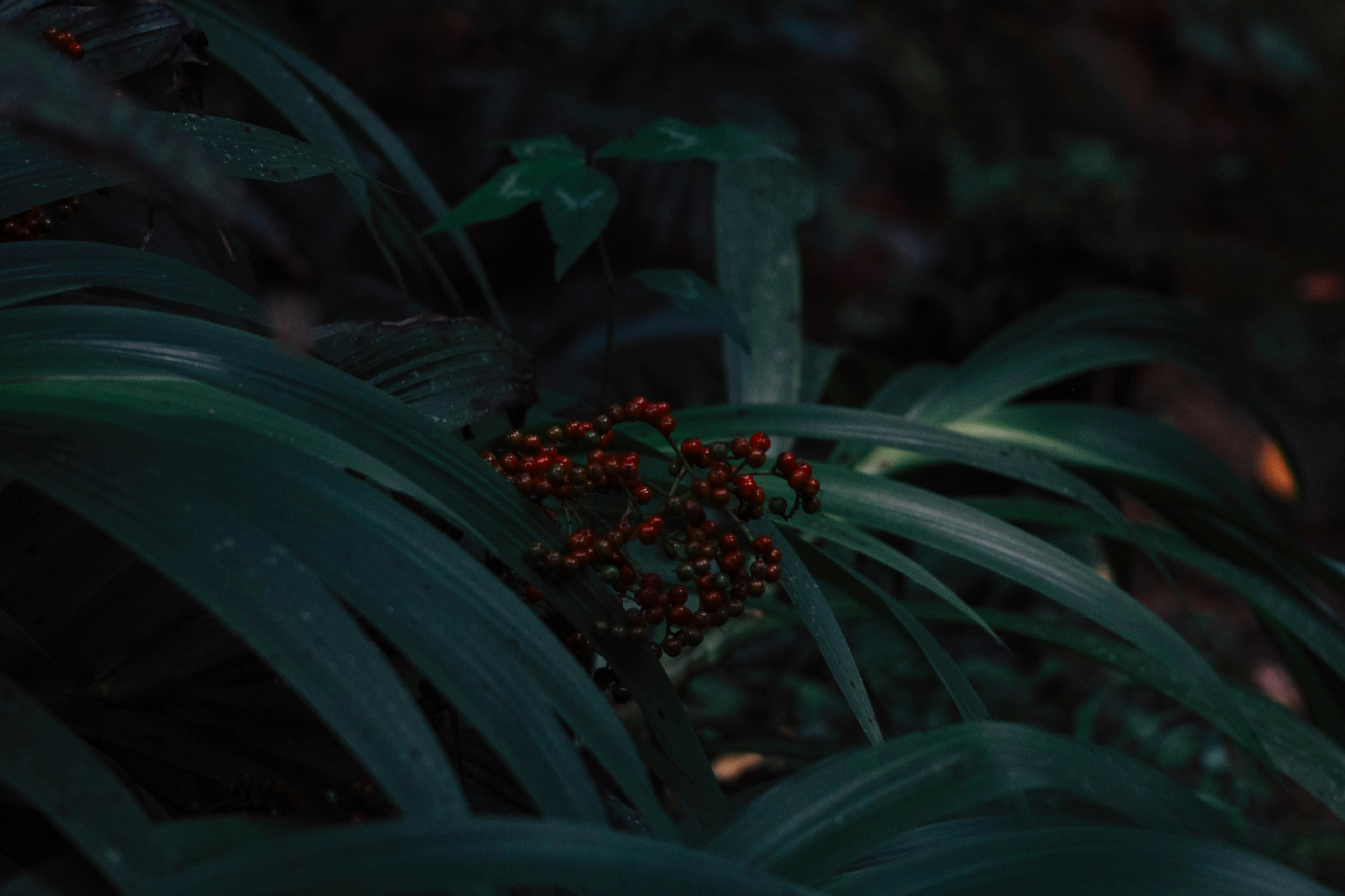 Red Berries in the Shadowed Understory