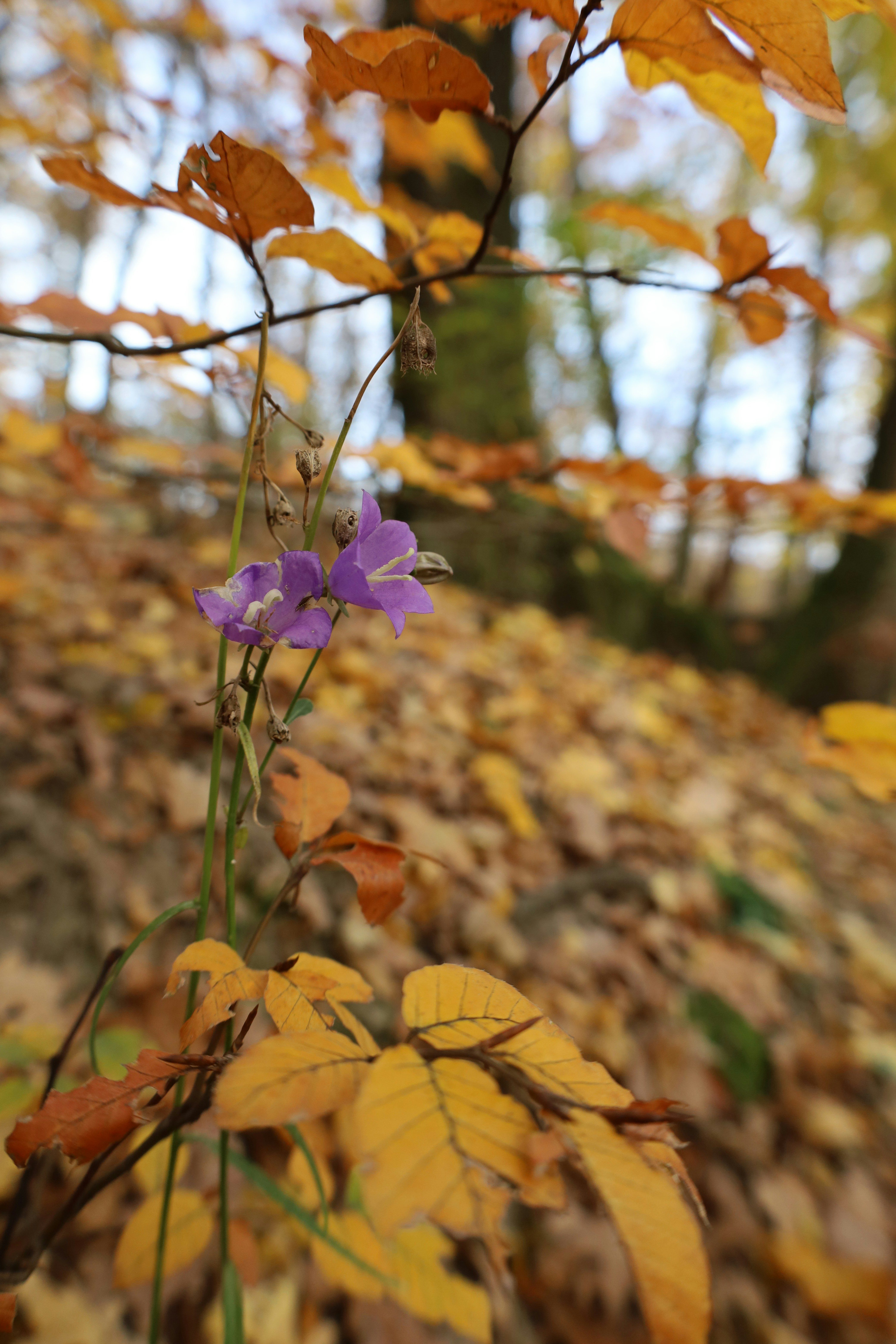 Purple bloom among amber autumn leaves in a forest clearing