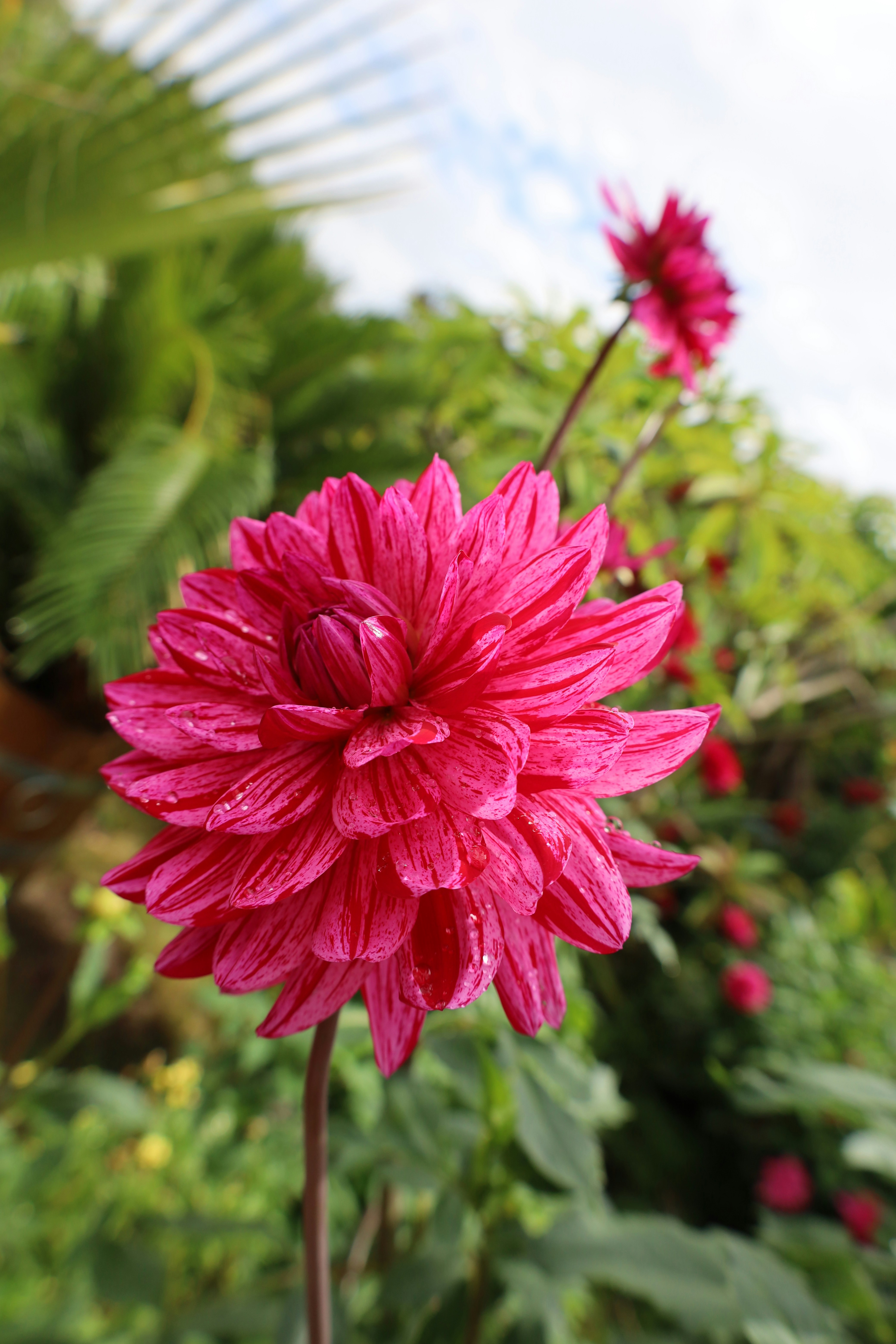 Velvet Magenta Dahlia: Close-Up Bloom in a Lush Garden Backdrop
