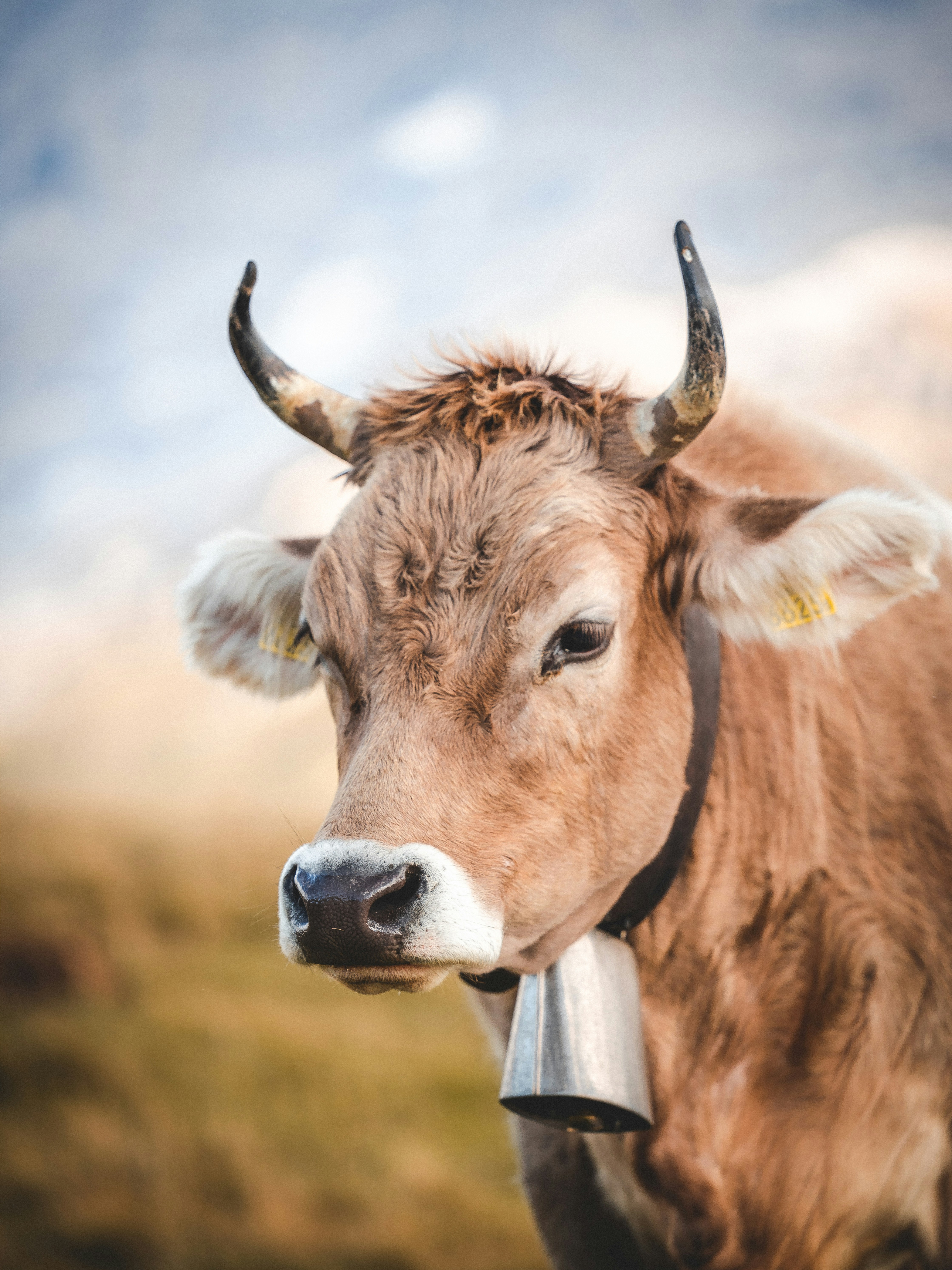 A close portrait of a Swiss cow wearing a traditional bell around its neck, standing on a mountain pasture near Wengen. The soft light accentuates the texture of its fur and the peaceful alpine mood.