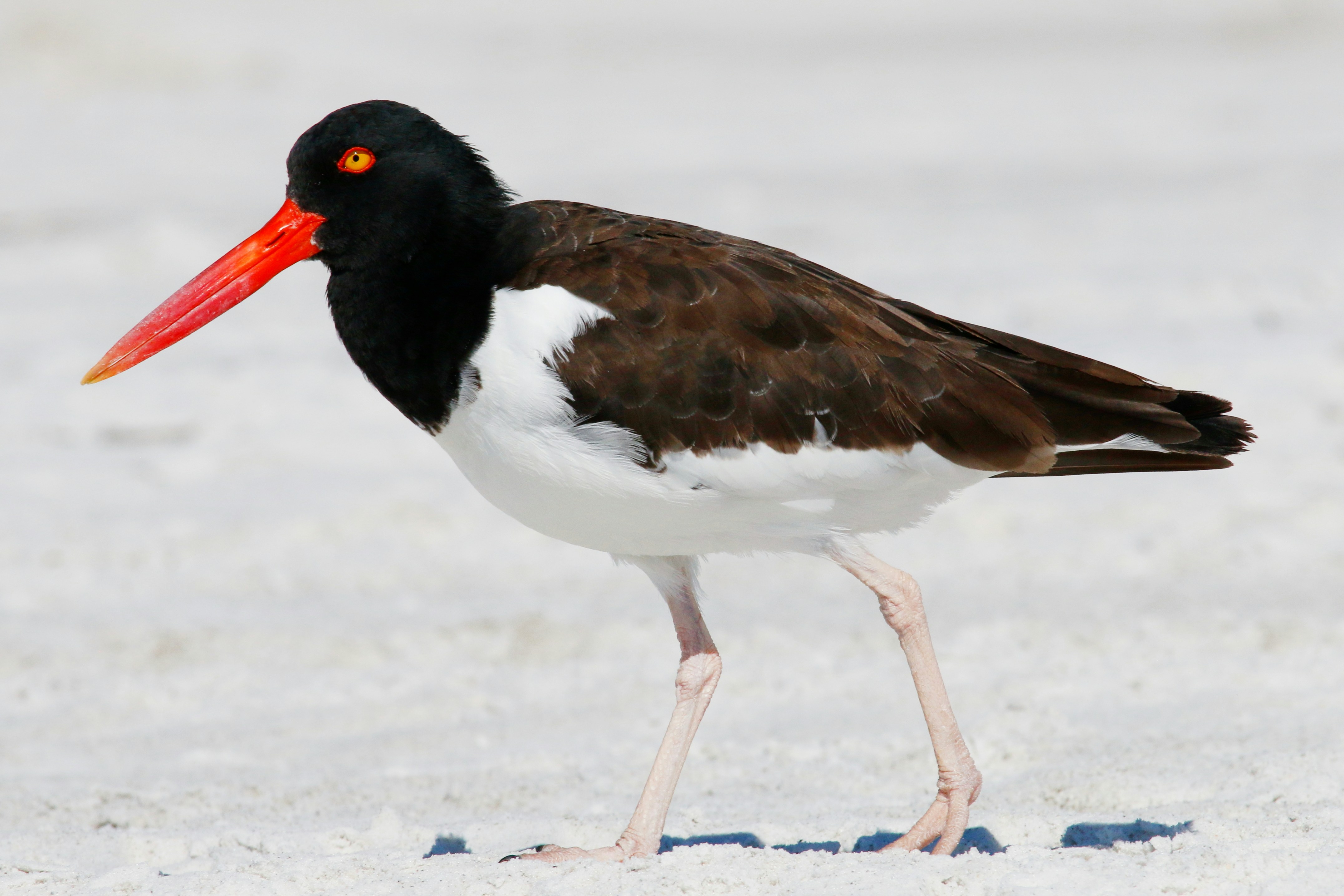 Photo by Paul Crook with Canon EOS 70D