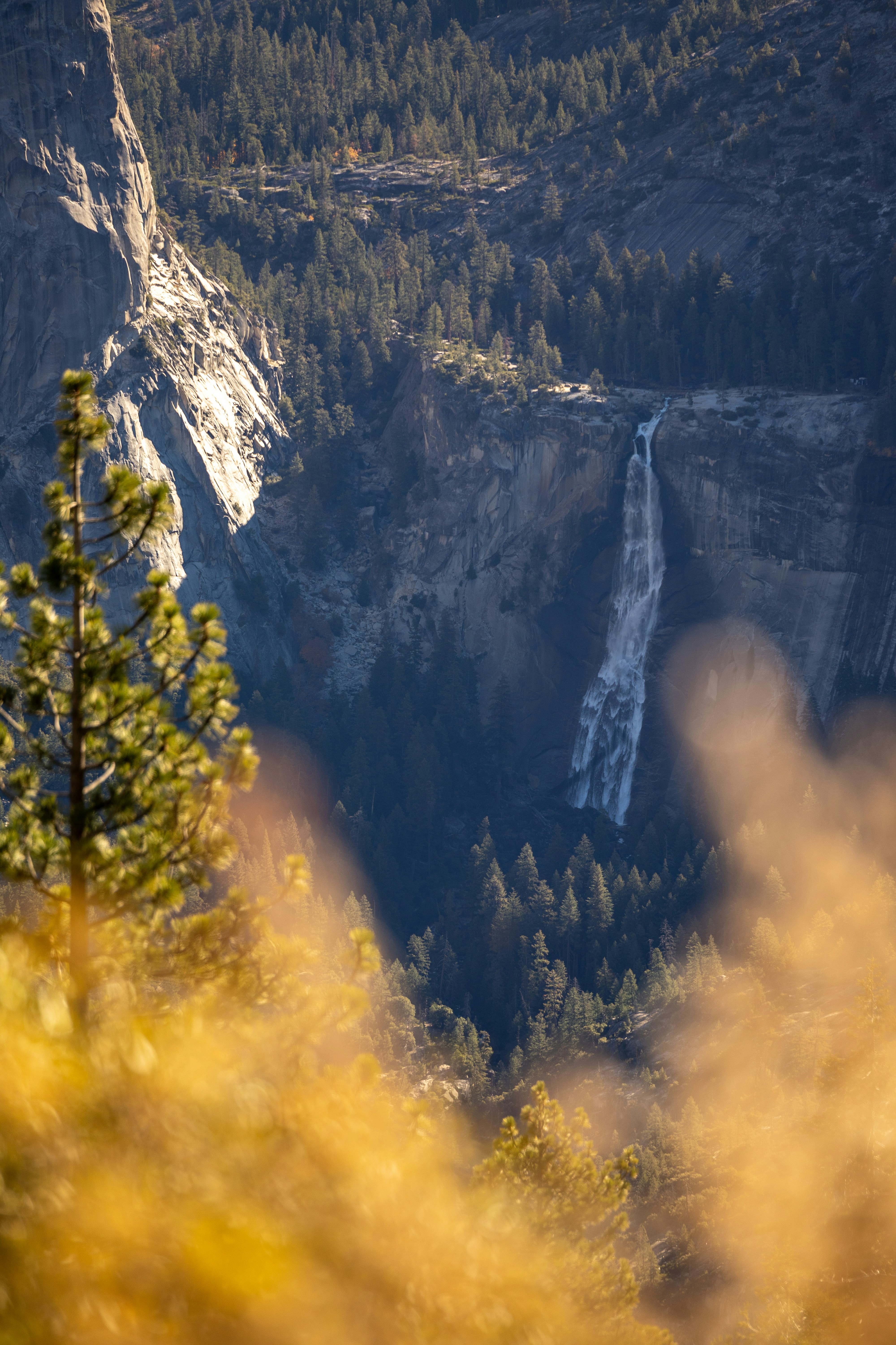 Cascade in the Canyon: Pine-Framed Light Illuminates a Distant Waterfall
