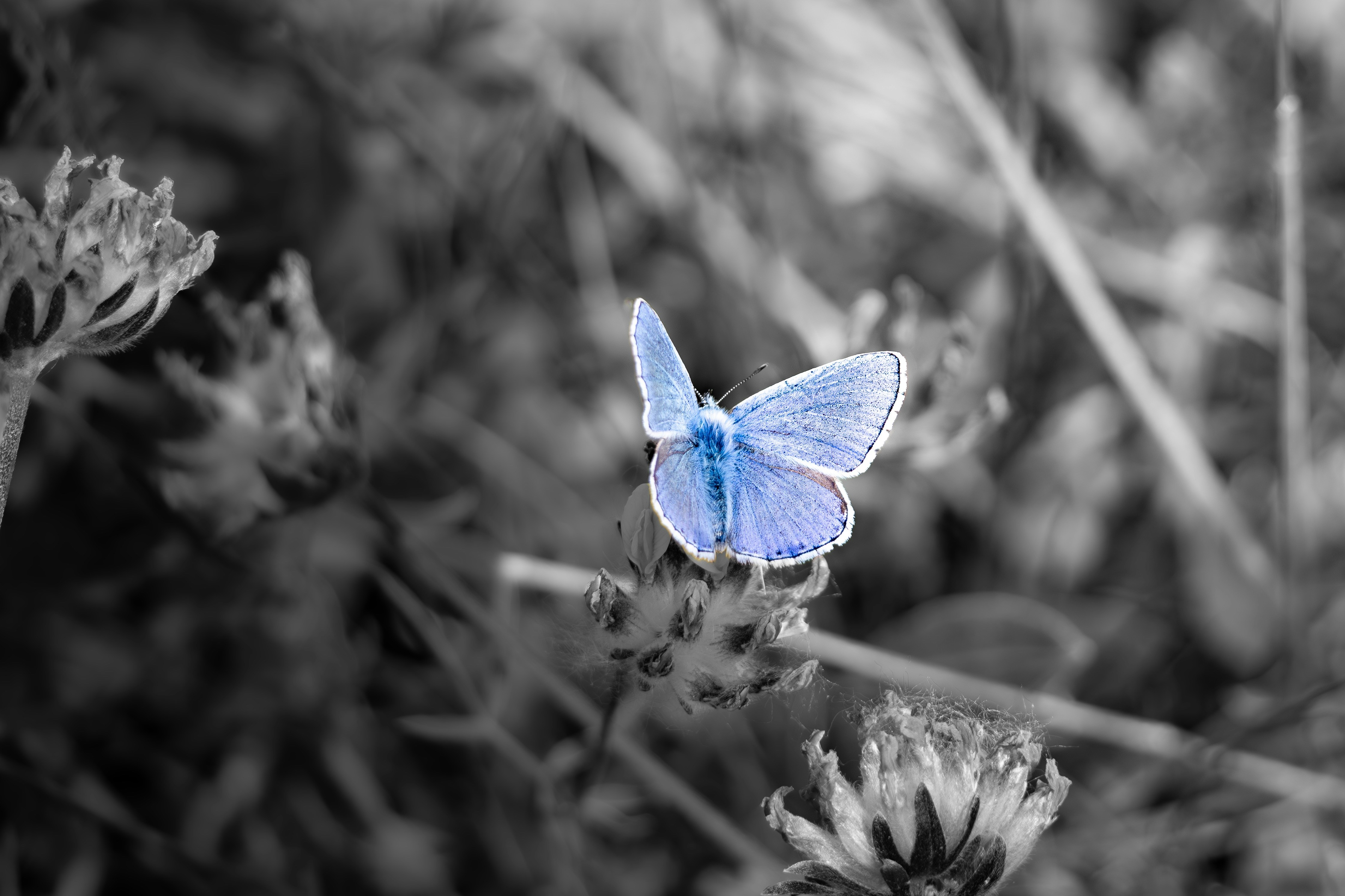 Azure Wings on a Quiet Monochrome Meadow