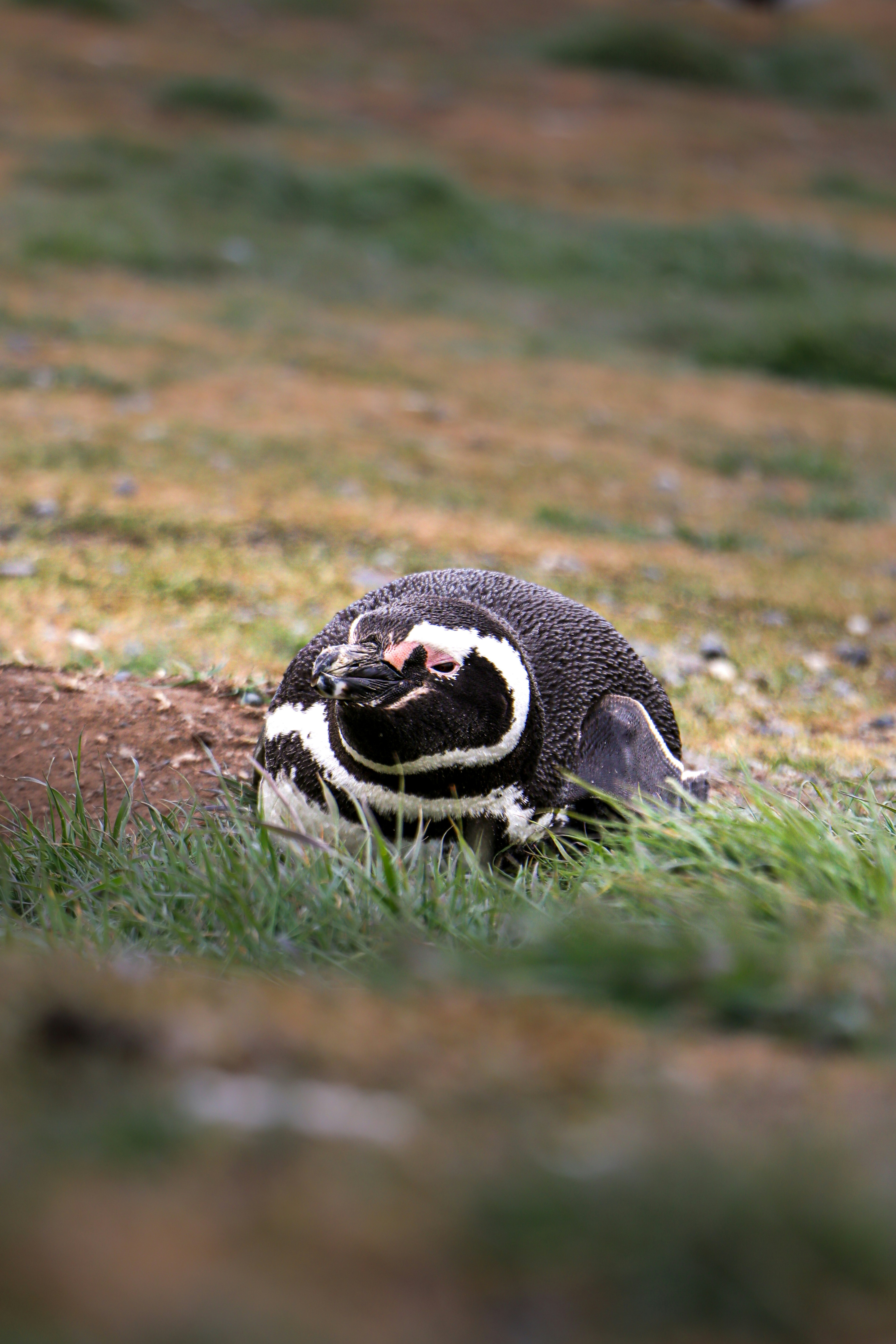 Grass-Quiet Rest: A Penguin Nuzzles Down in a Tranquil Meadow