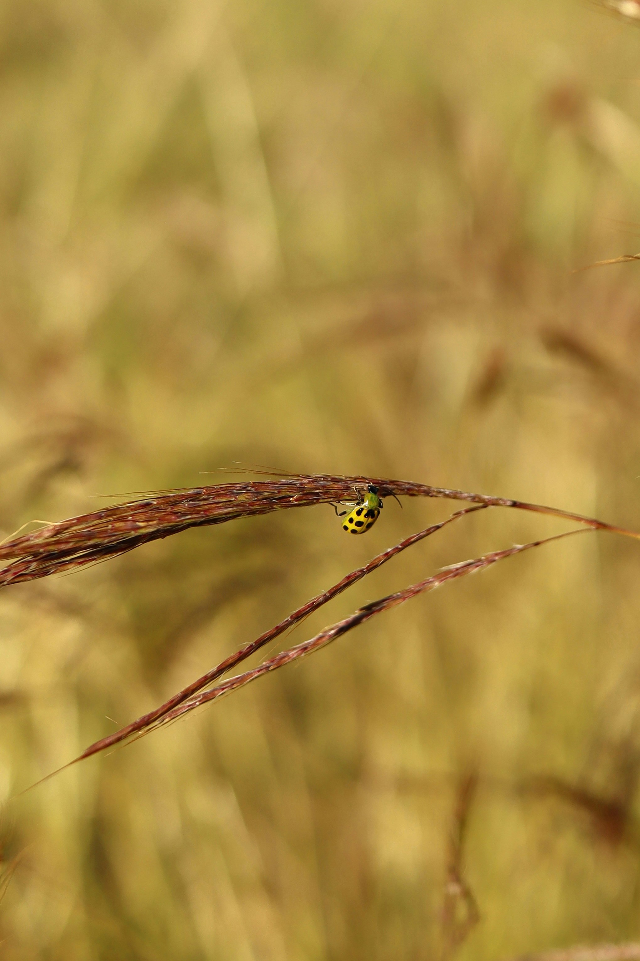 Spot of Sunlight: Ladybug on a Winding Grass Blade
