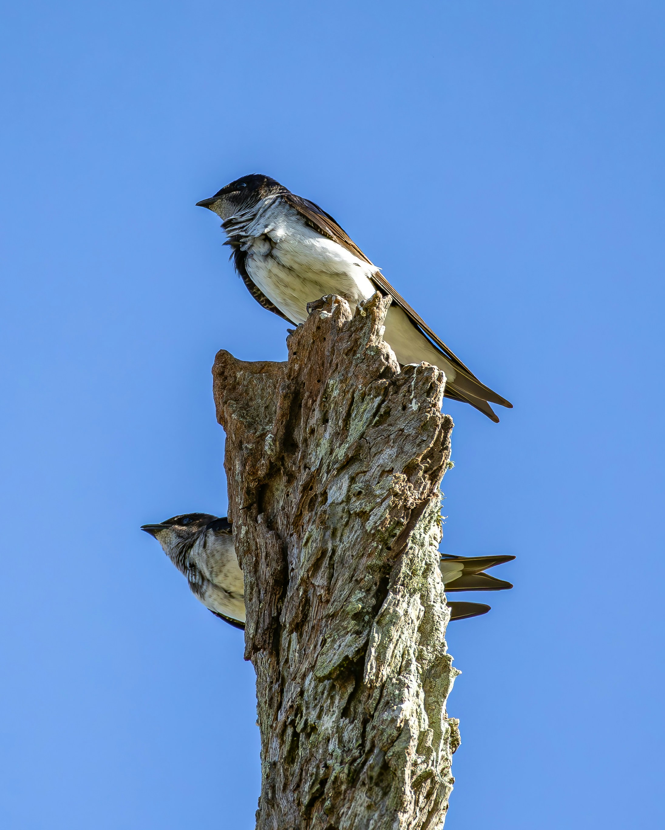 Two Lookouts Perched on a Weathered Pinnacle Under a Cobalt Sky