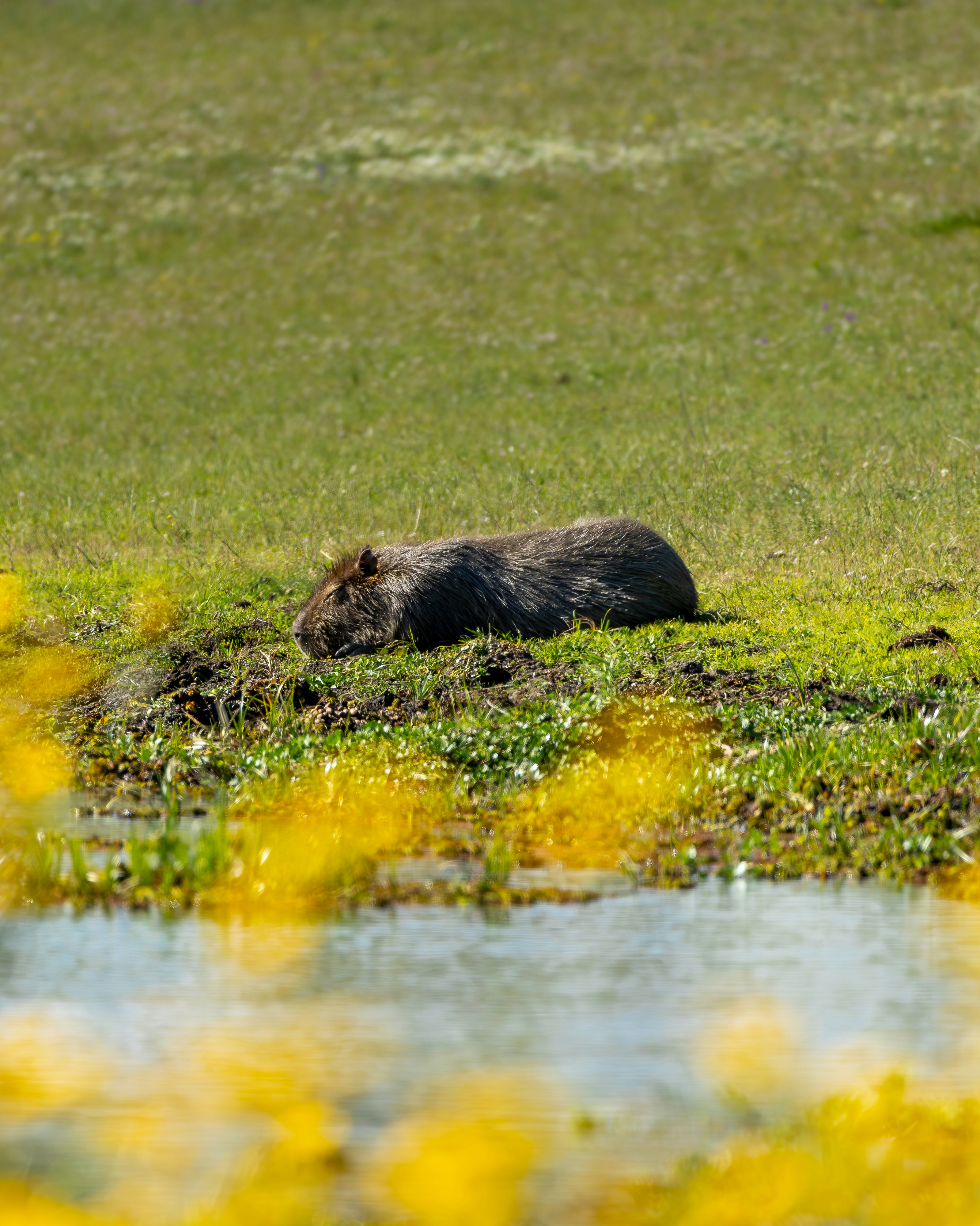 Stillness by the Riverbank: Capybara Repose in Spring Meadow