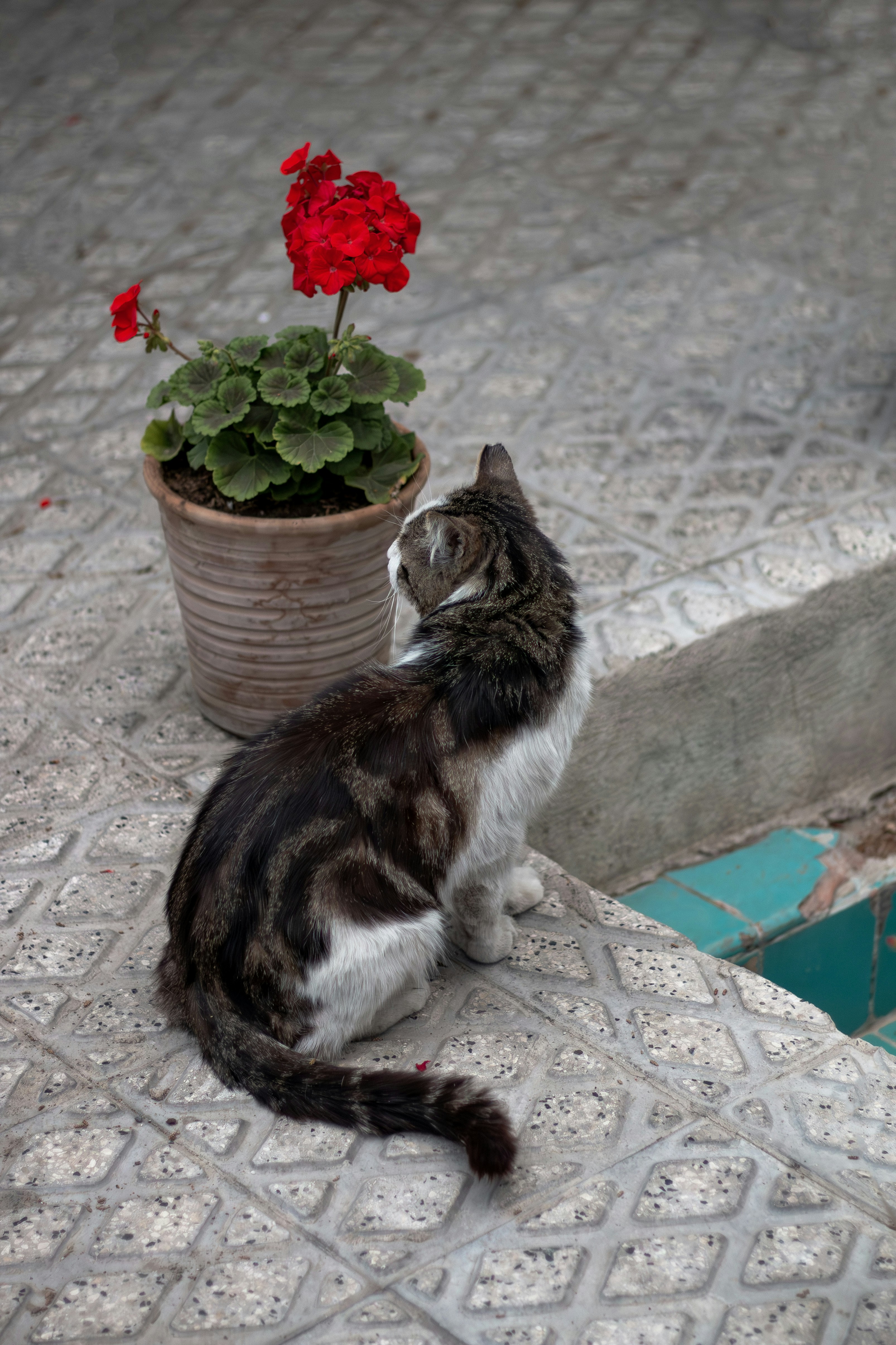 Whiskers and Geraniums: A Quiet Moment on the Stairs