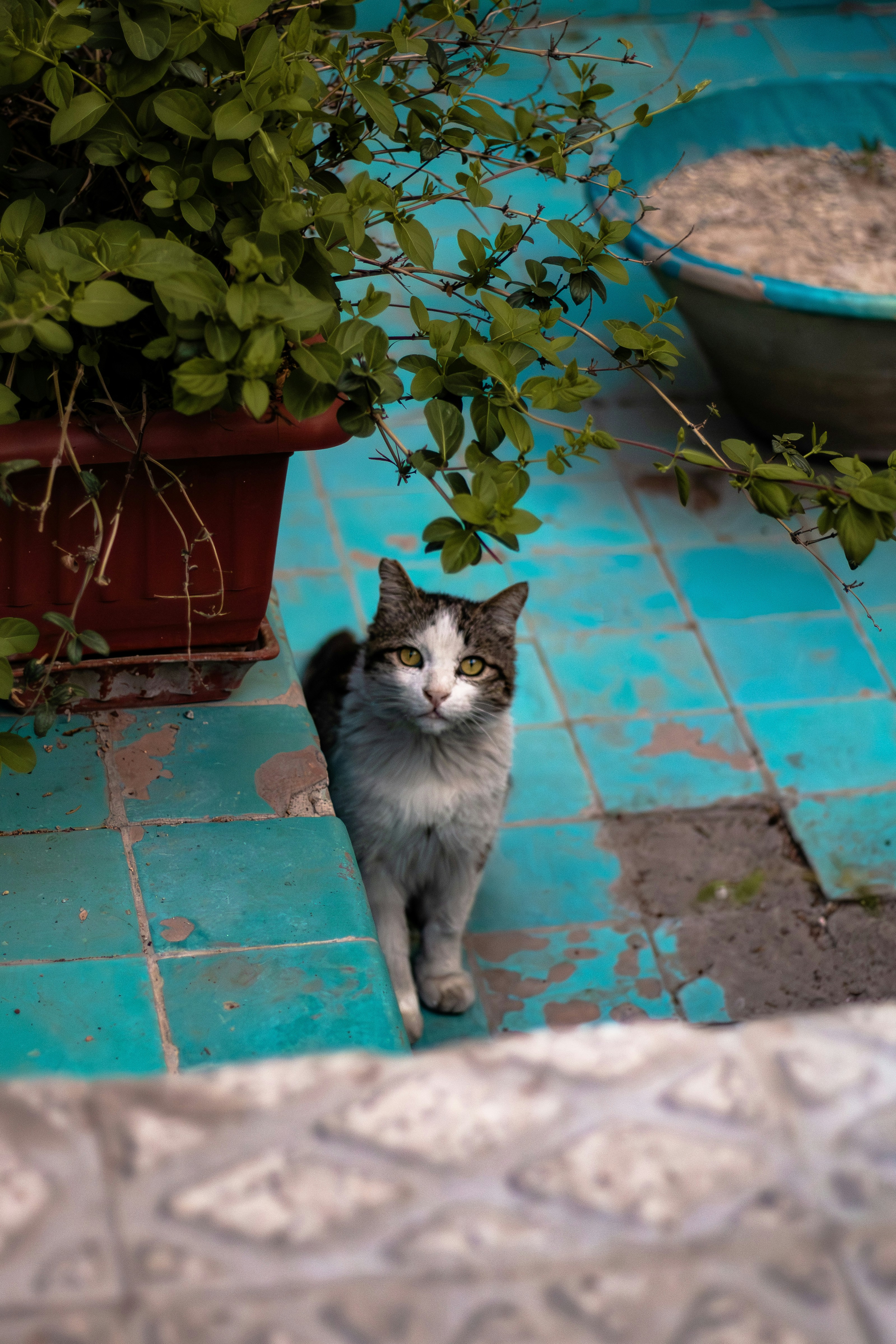 Tehran cats, street cats, Iran photography, city life, urban animals, portrait photography, cat lovers, Persian cats, street photography, peaceful moments, Tehran life, documentary photo, lifestyle photography, nature in city