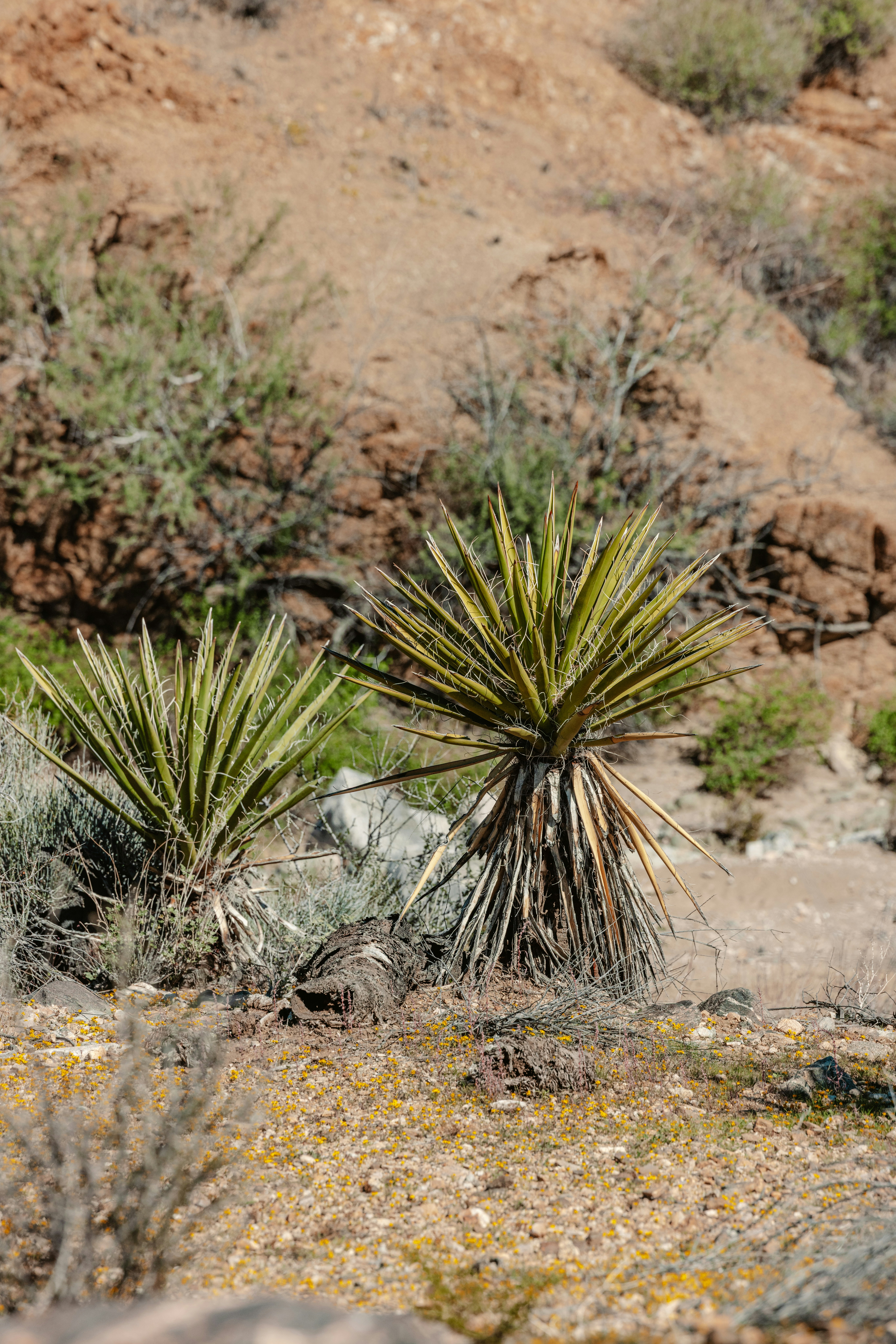 Two desert plants with spiky leaves on rocky terrain. photo – Free ...