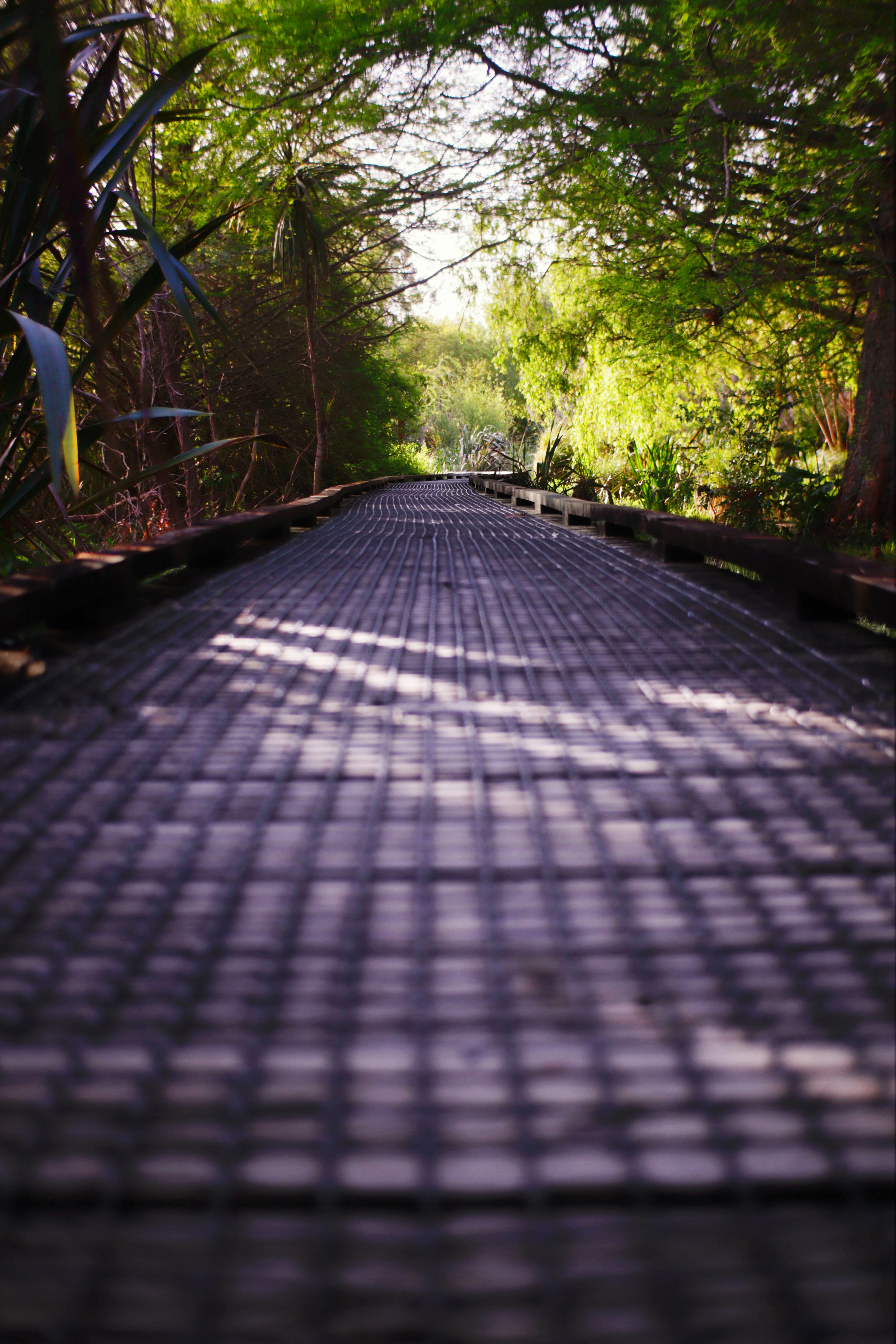 Vanishing Walkway: Latticed Light Through a Quiet Forest Corridor