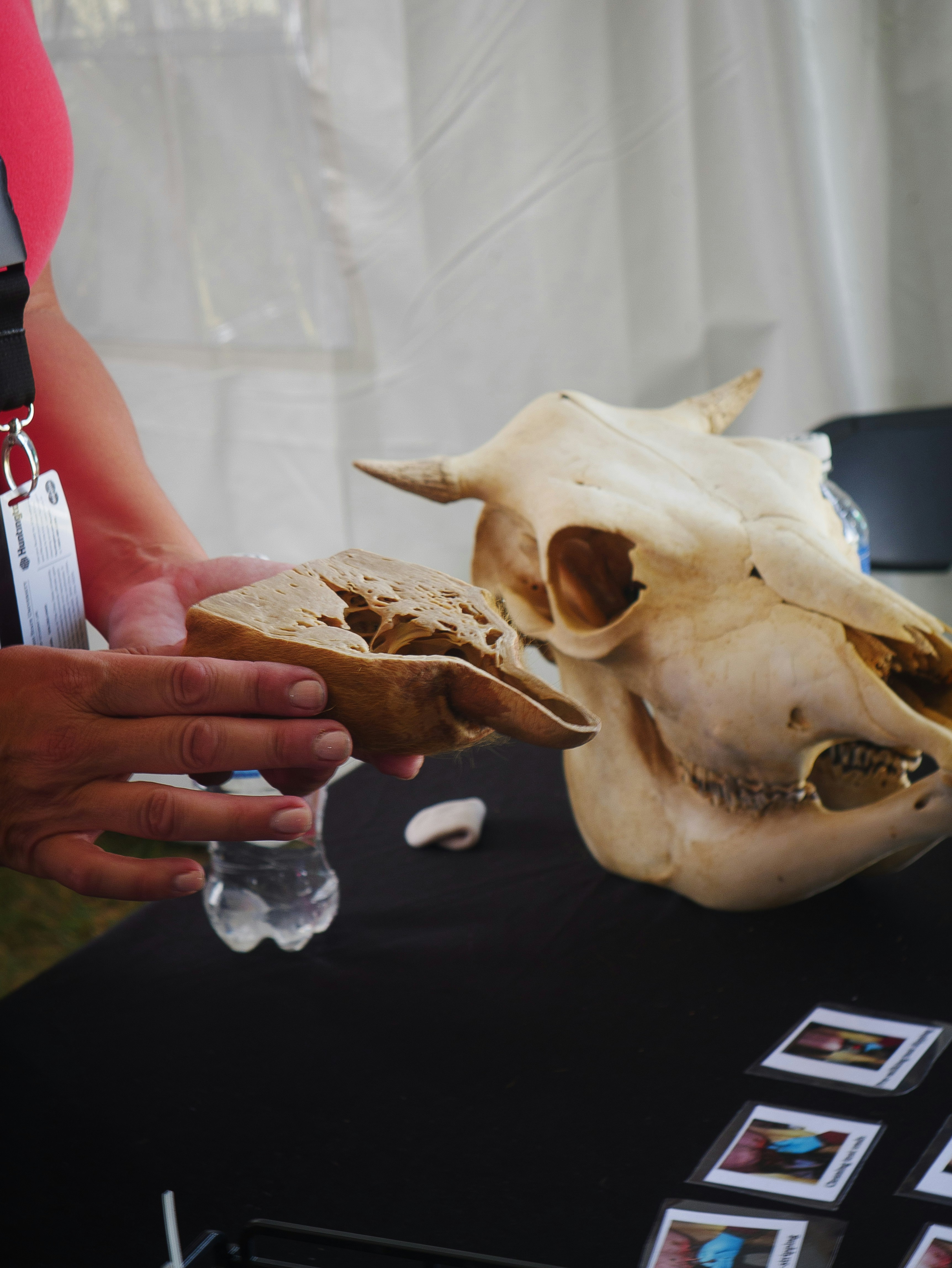Hands on History: Examining a Fractured Skull Fragment