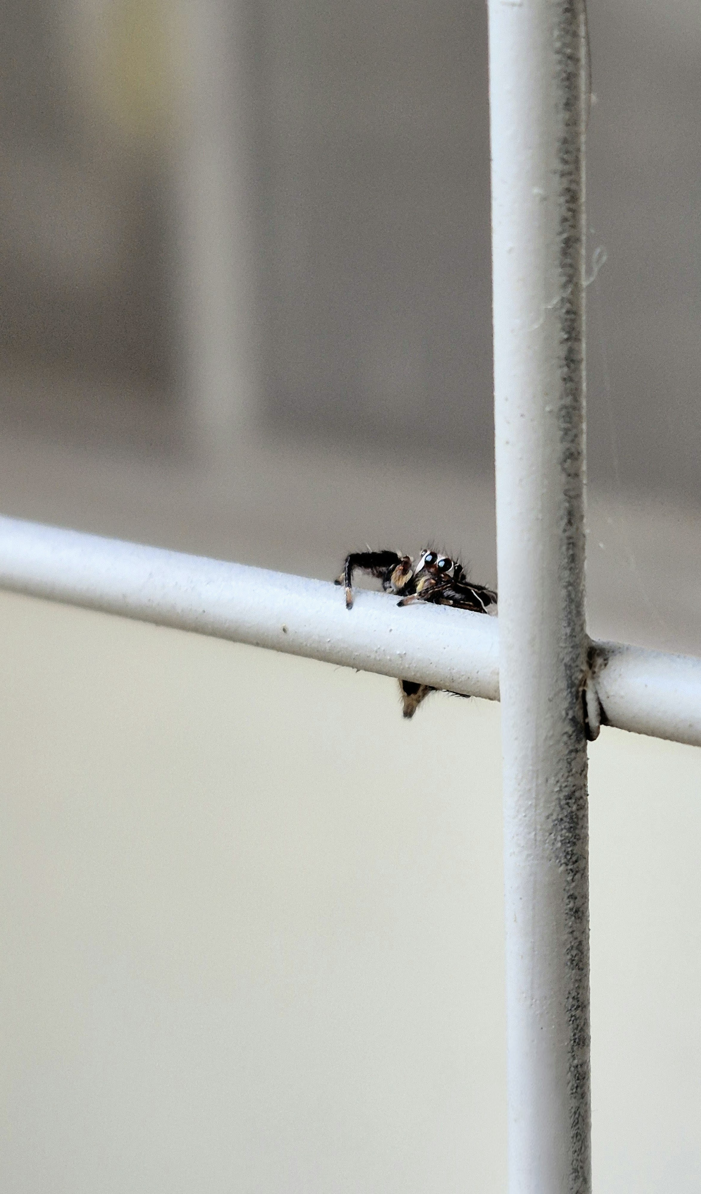 Photo by Hanuman Mattupalli with Samsung Galaxy S24 FE