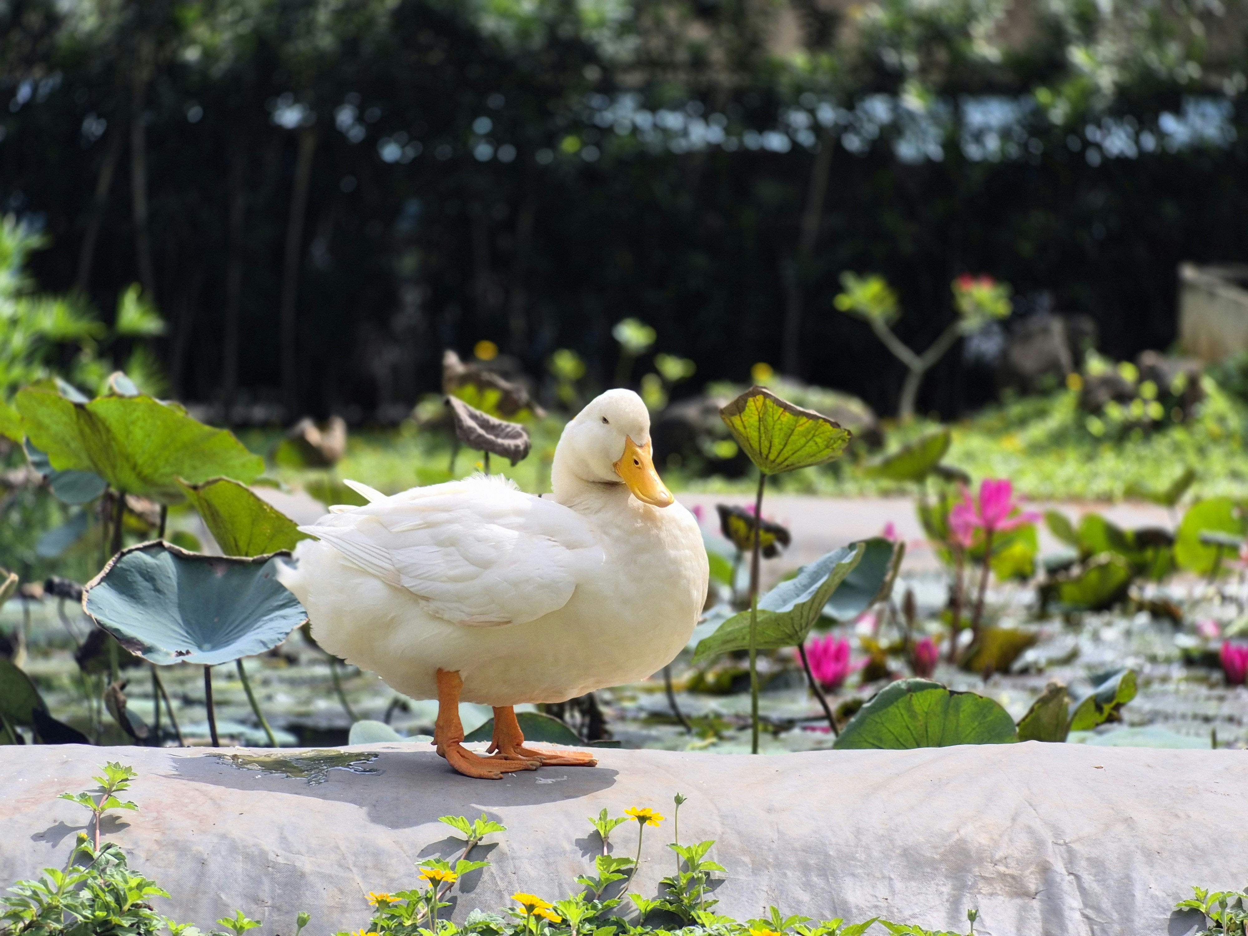 Sample photo from Samsung Galaxy S24 FE