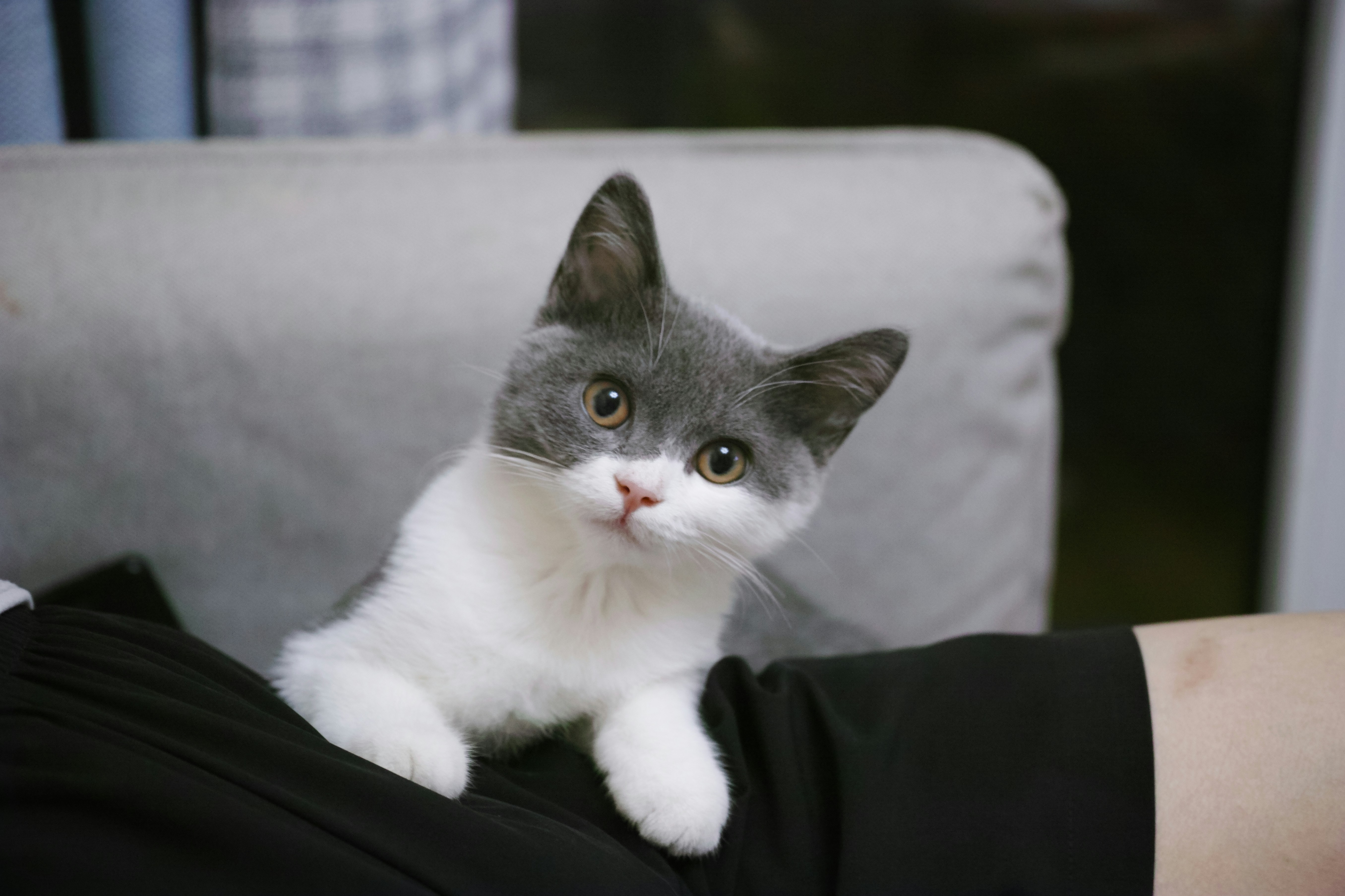 A cute kitten sitting on a person's lap.