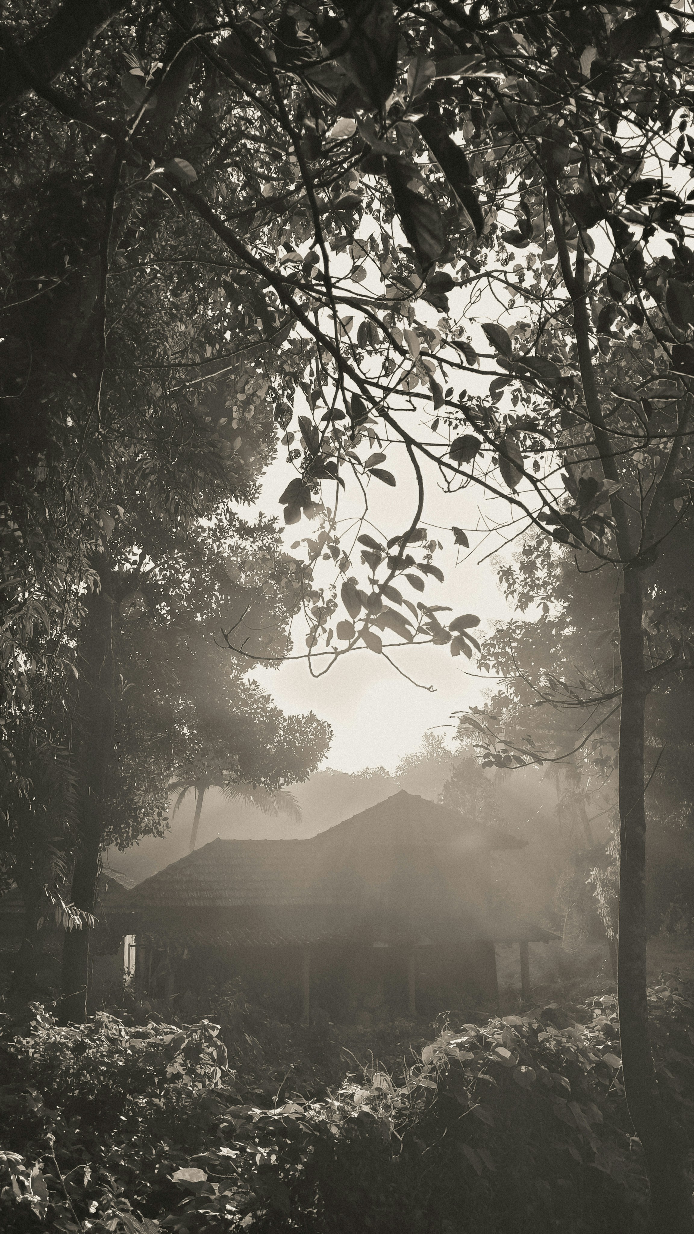 Rays Through the Ferns: A Quiet Hut in the Forest's Veil