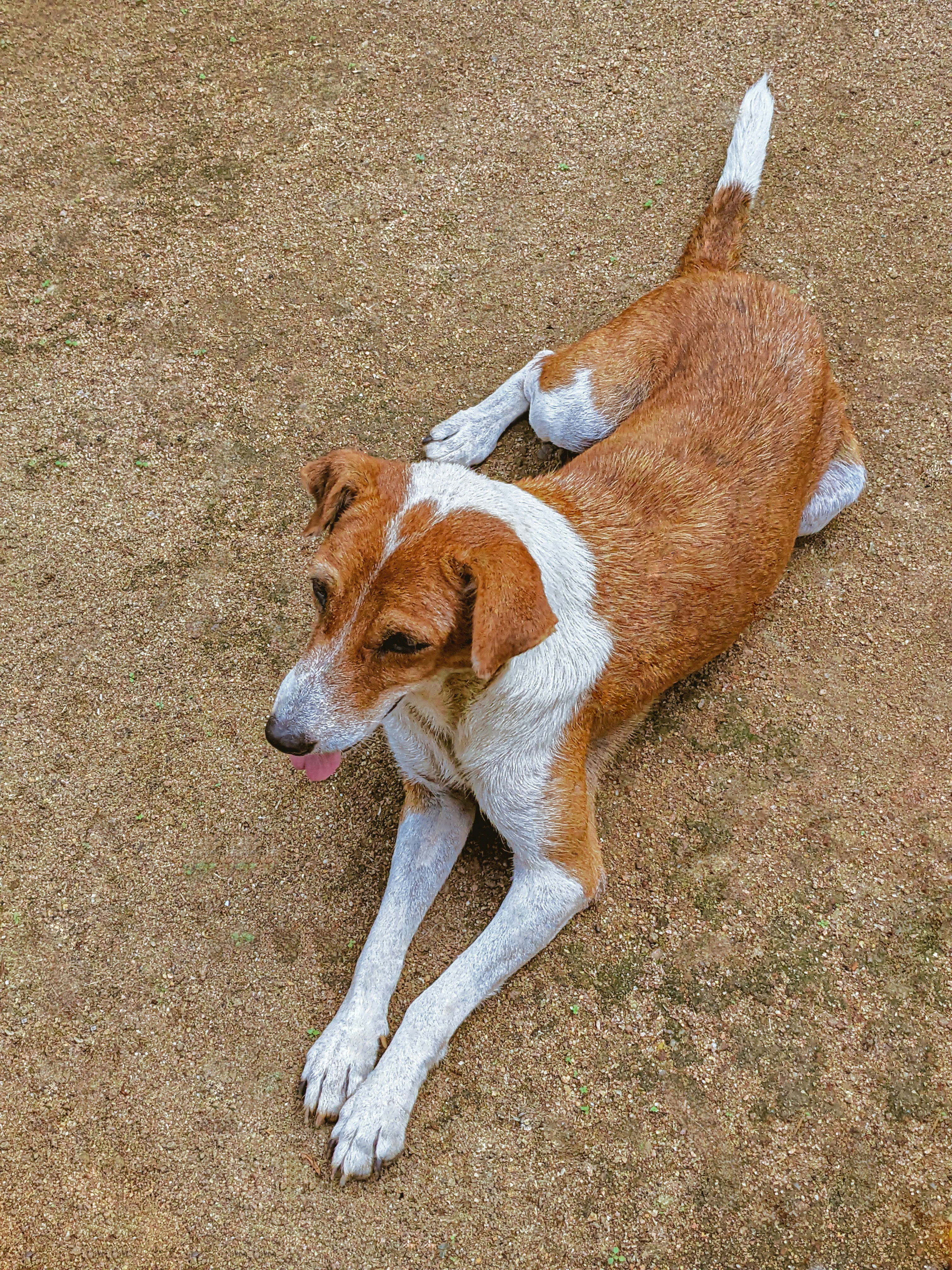 White and brown dog sitting on the floor