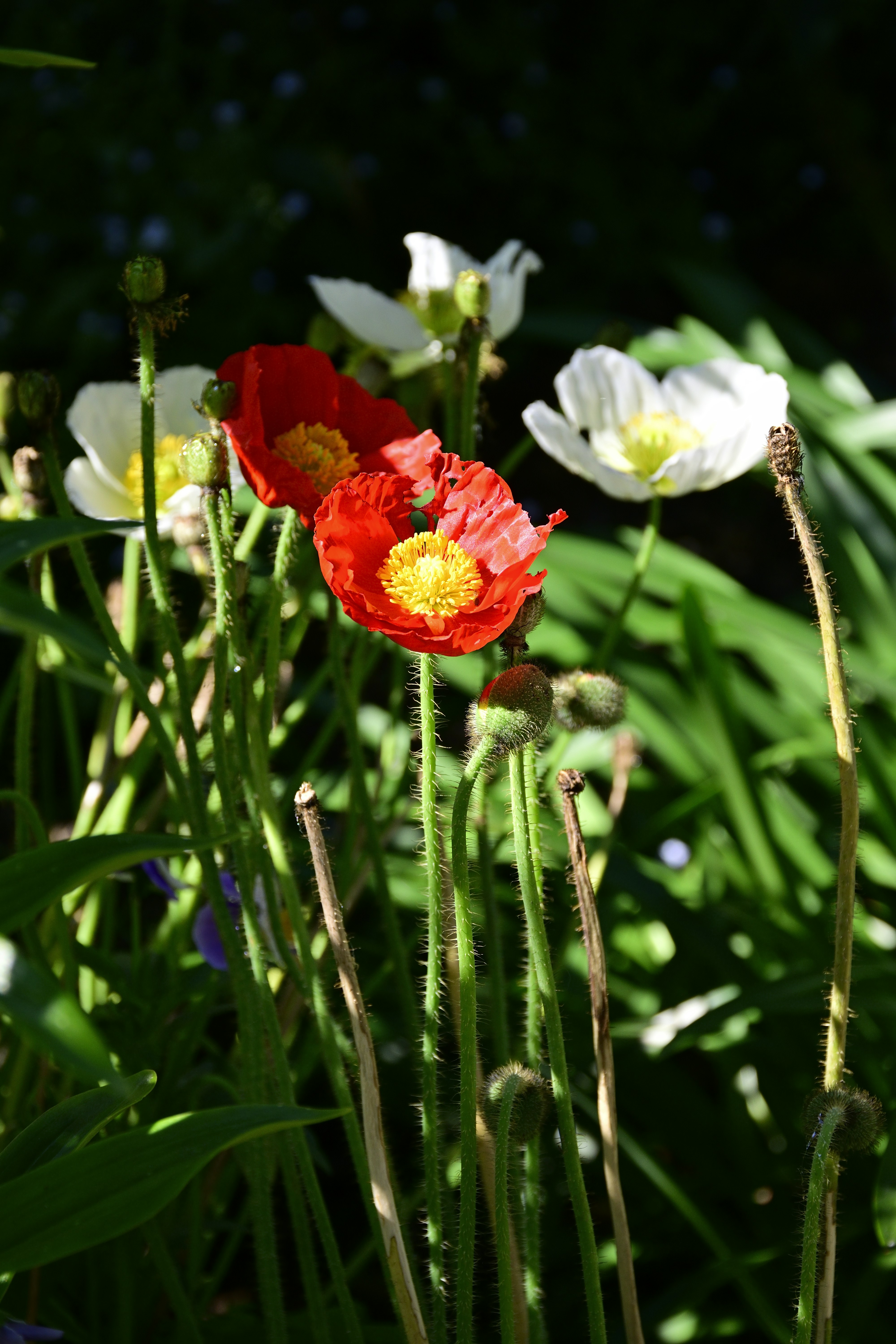 Crimson Poppy Leads a Border of White Blooms in a Sunlit Garden