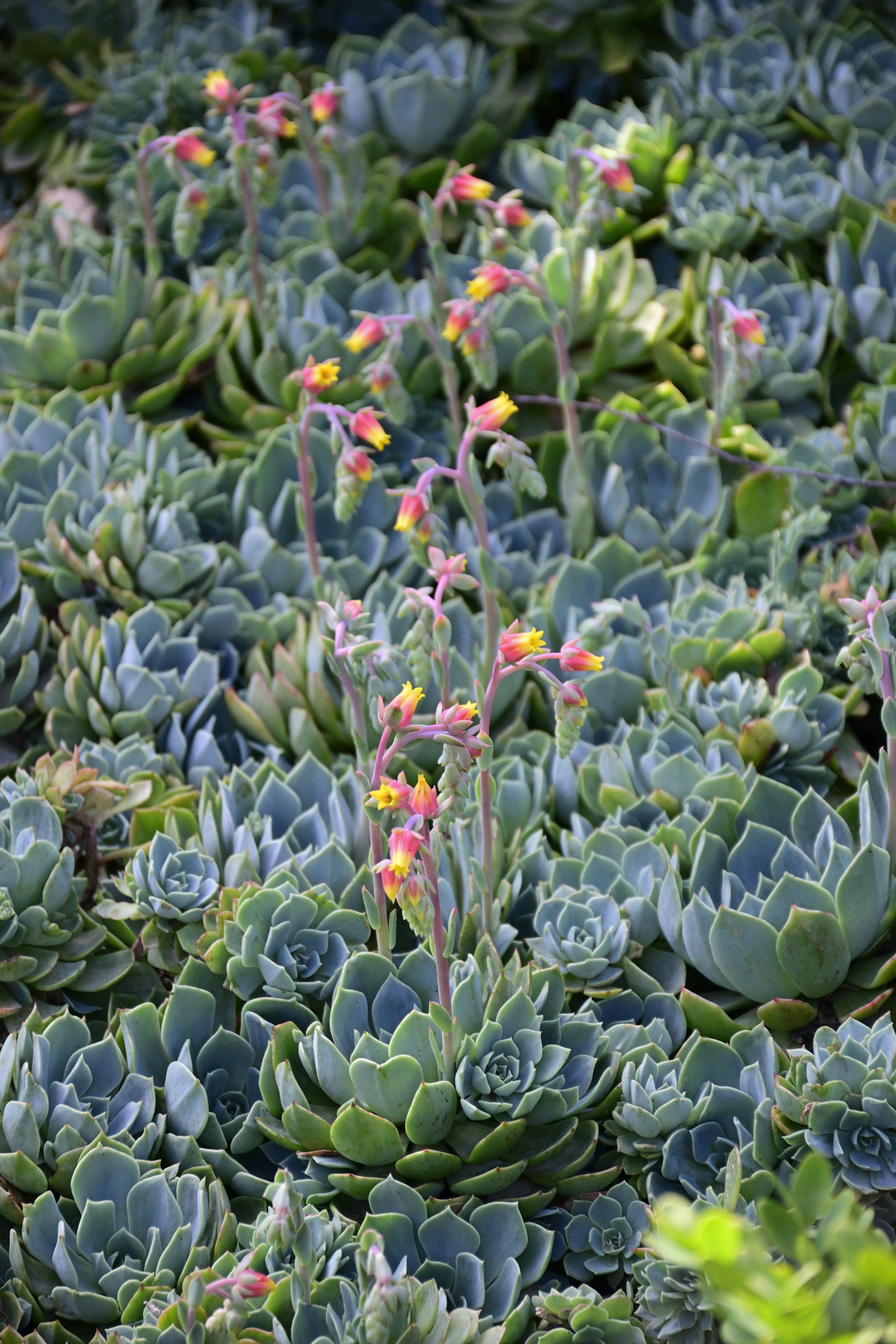 Stems of Color Rise Over a Velvet Patchwork of Echeveria Rosettes