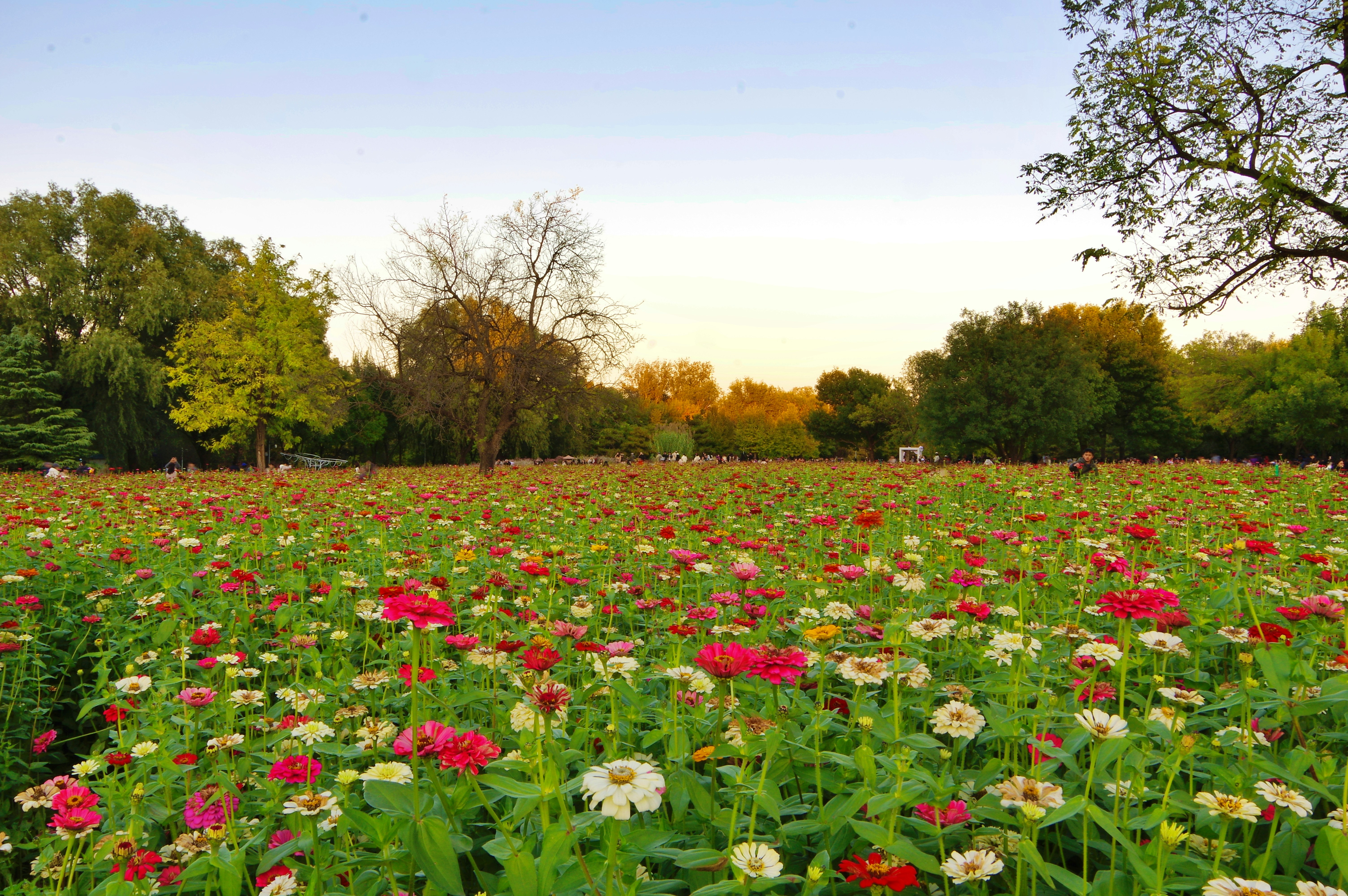 Meadow of Zinnias at Dusk: A Tapestry of Color and Quiet